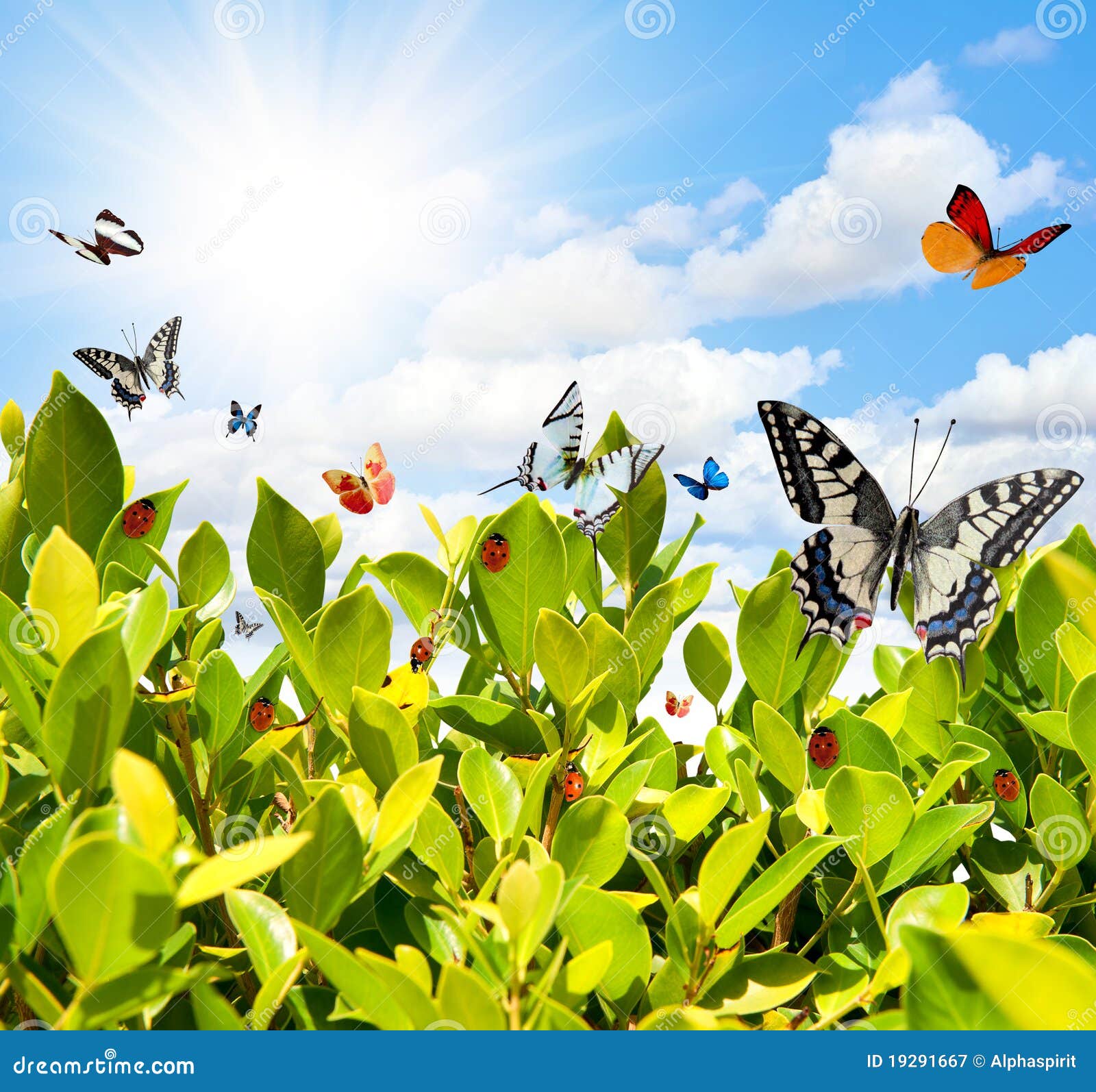 Butterfly and ladybug stock image. Image of natural, flora - 19291667