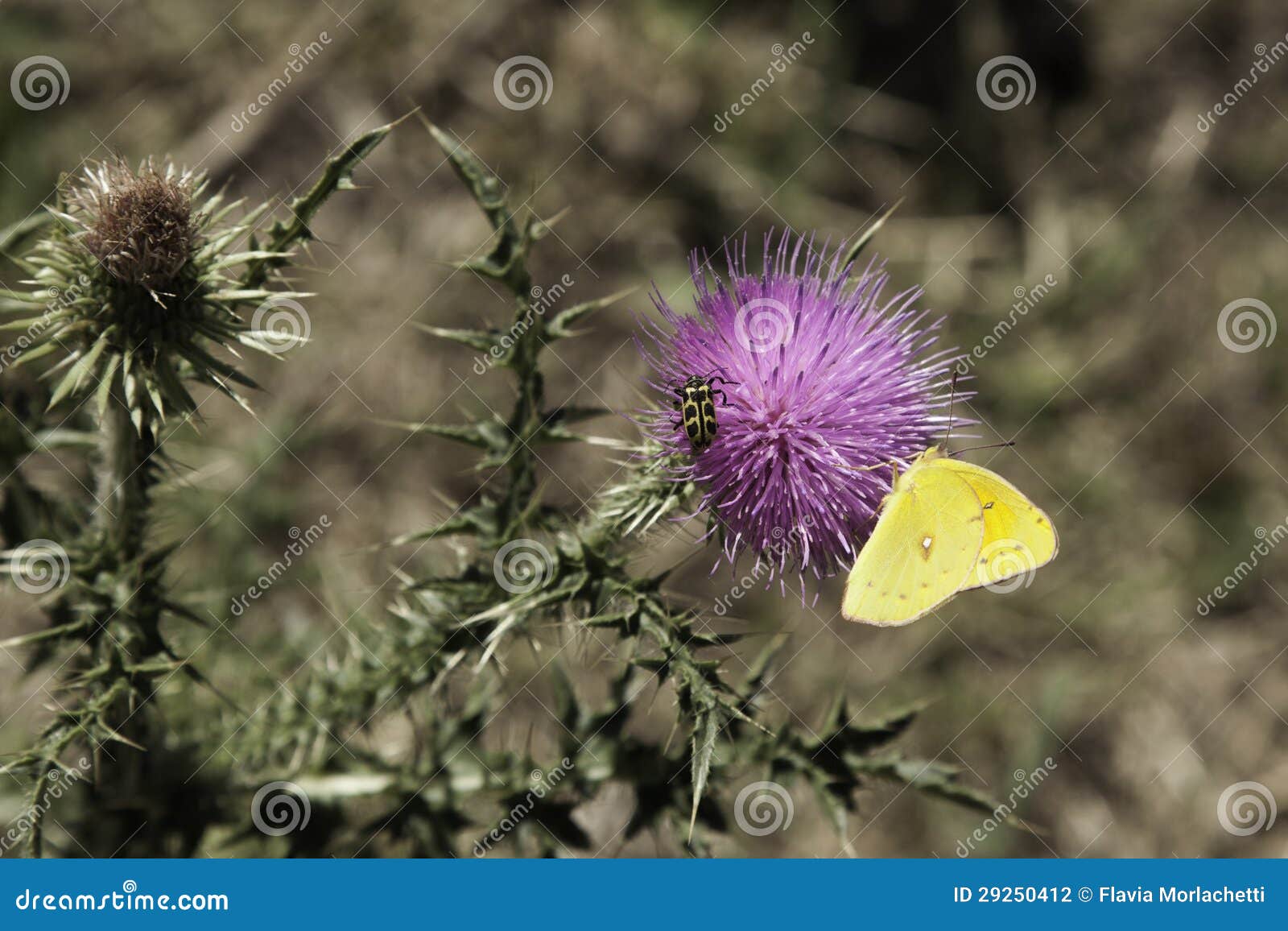 Butterfly and Ladybug on Thistle Stock Photo - Image of outside, wild ...
