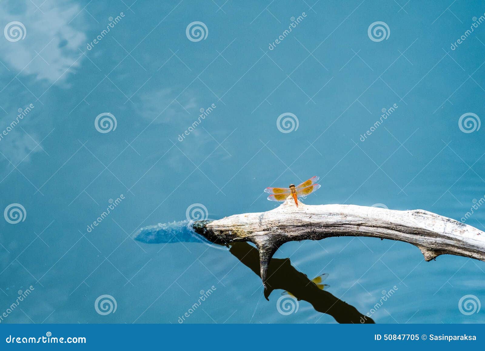 Butterfly Landing and Blue Sky on Water Stock Image - Image of minimal ...