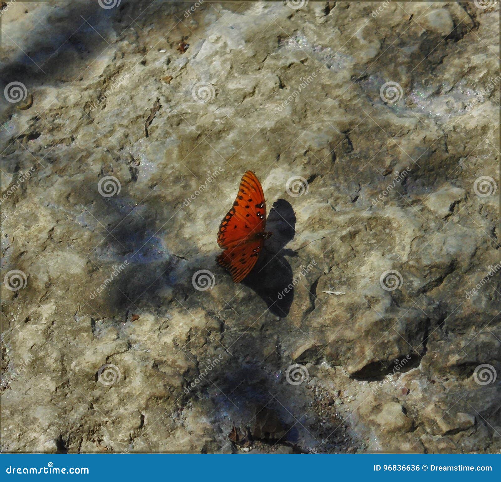 A Butterfly Lands on a Rock Stock Photo - Image of eroded, orange: 96836636