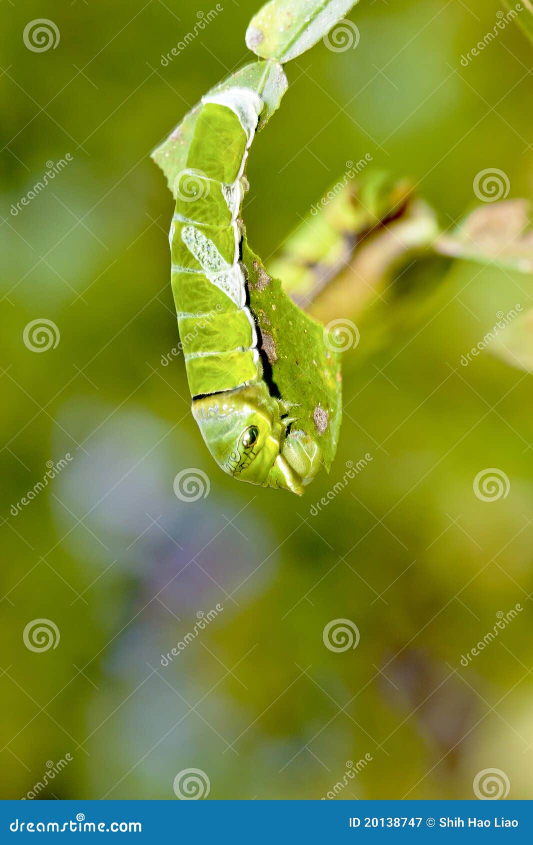 Butterfly larva stock image. Image of metamorphism, color - 20138747
