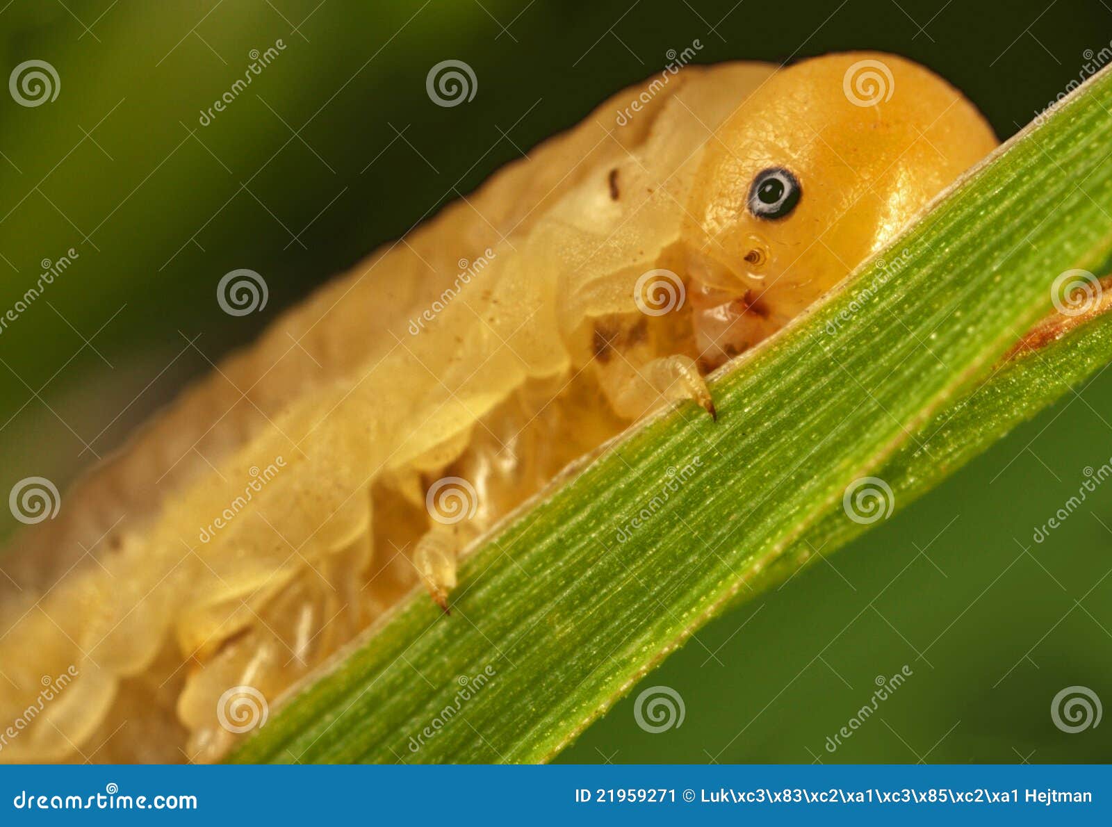 Butterfly larva stock image. Image of fauna, insect, close - 21959271