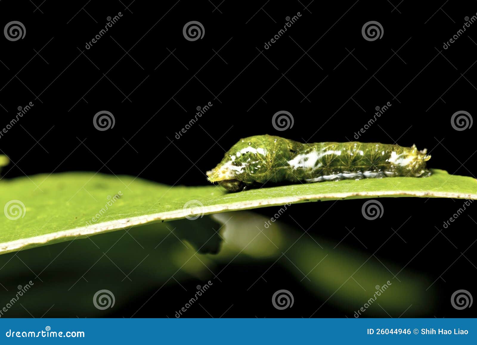 Butterfly larva stock photo. Image of details, garden - 26044946