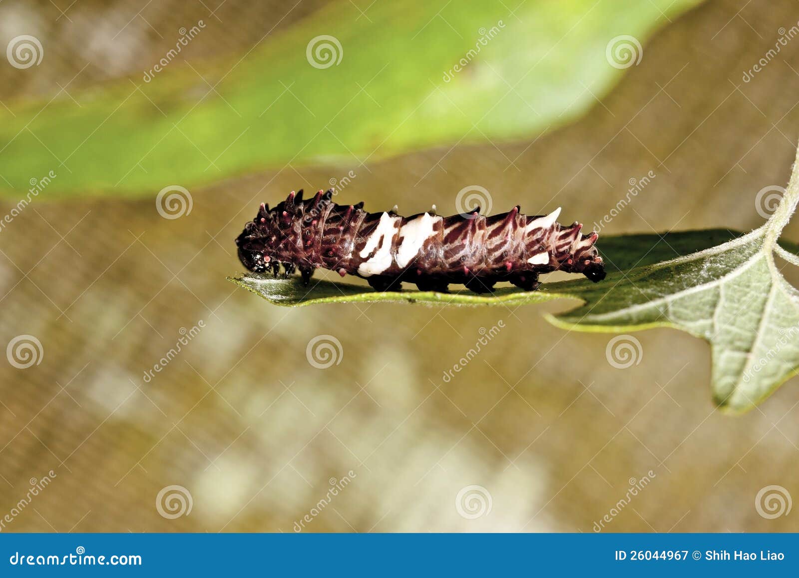 Butterfly Larva - Caterpillar Stock Photo | CartoonDealer.com #27736944