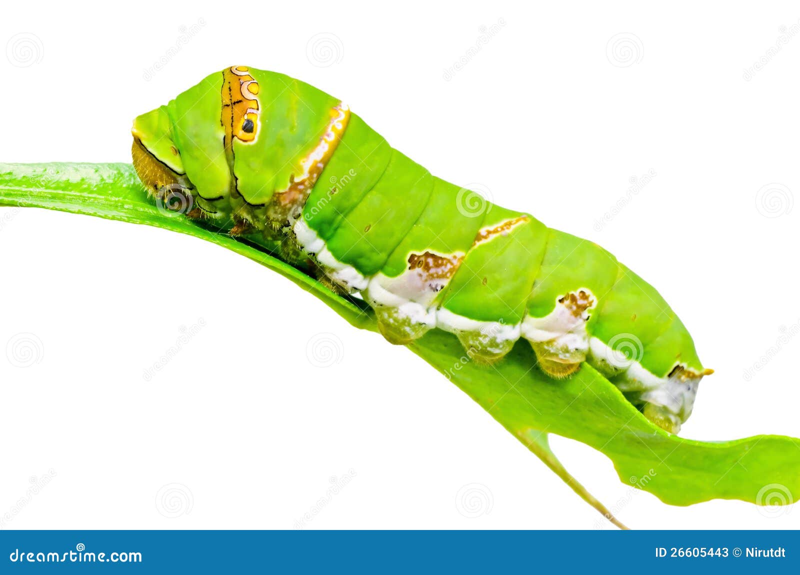 Butterfly Larva Stock Photos - Image: 26605443