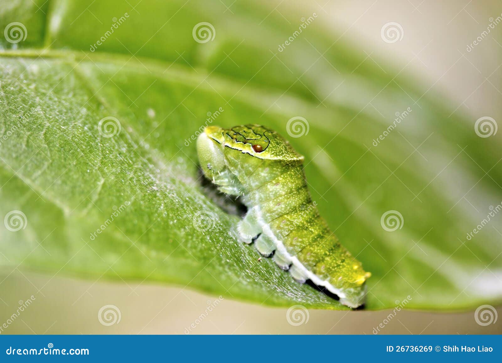 Butterfly Larva - Caterpillar Stock Photo | CartoonDealer.com #27736944