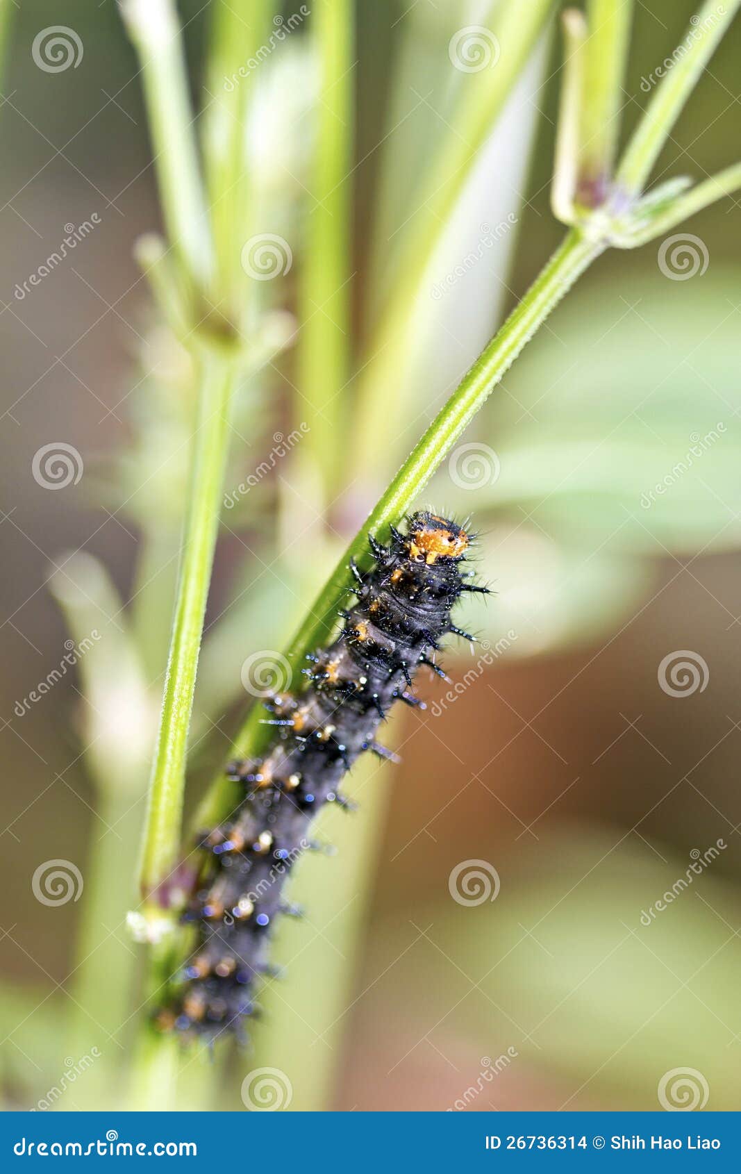Butterfly larva stock photo. Image of larva, metamorphosis - 26736314