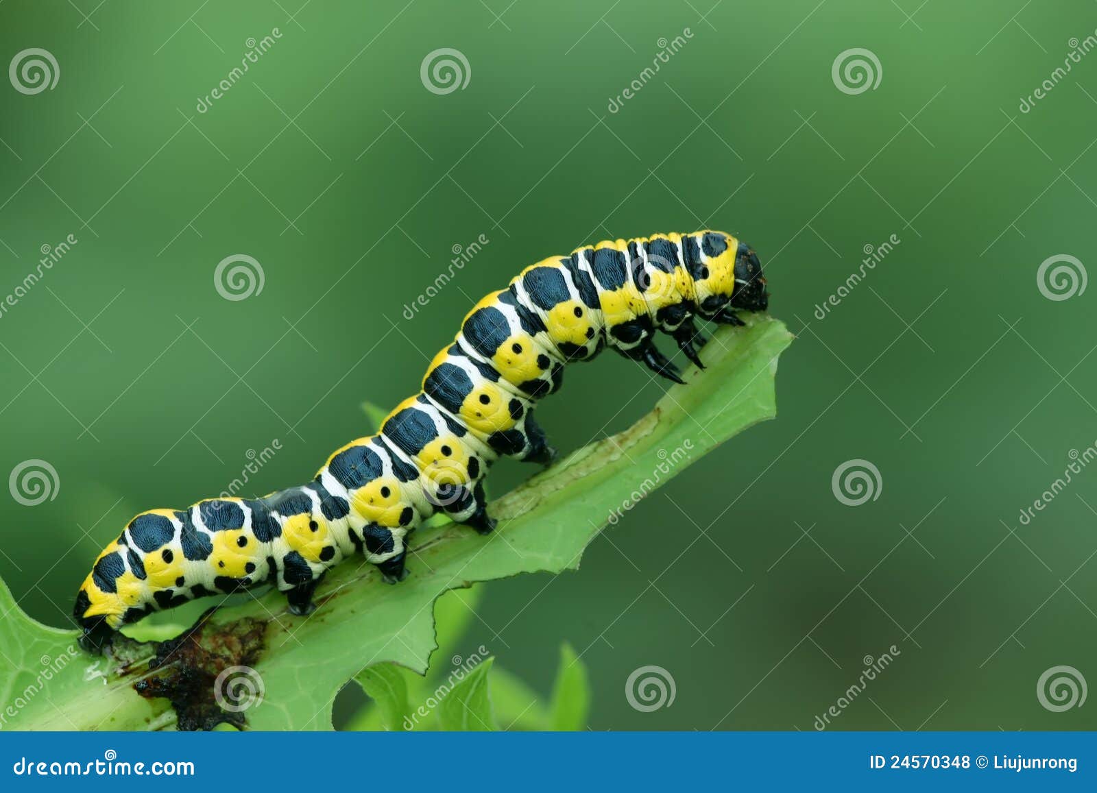 Butterfly Larva - Caterpillar Stock Photo - Image of markings, biology ...