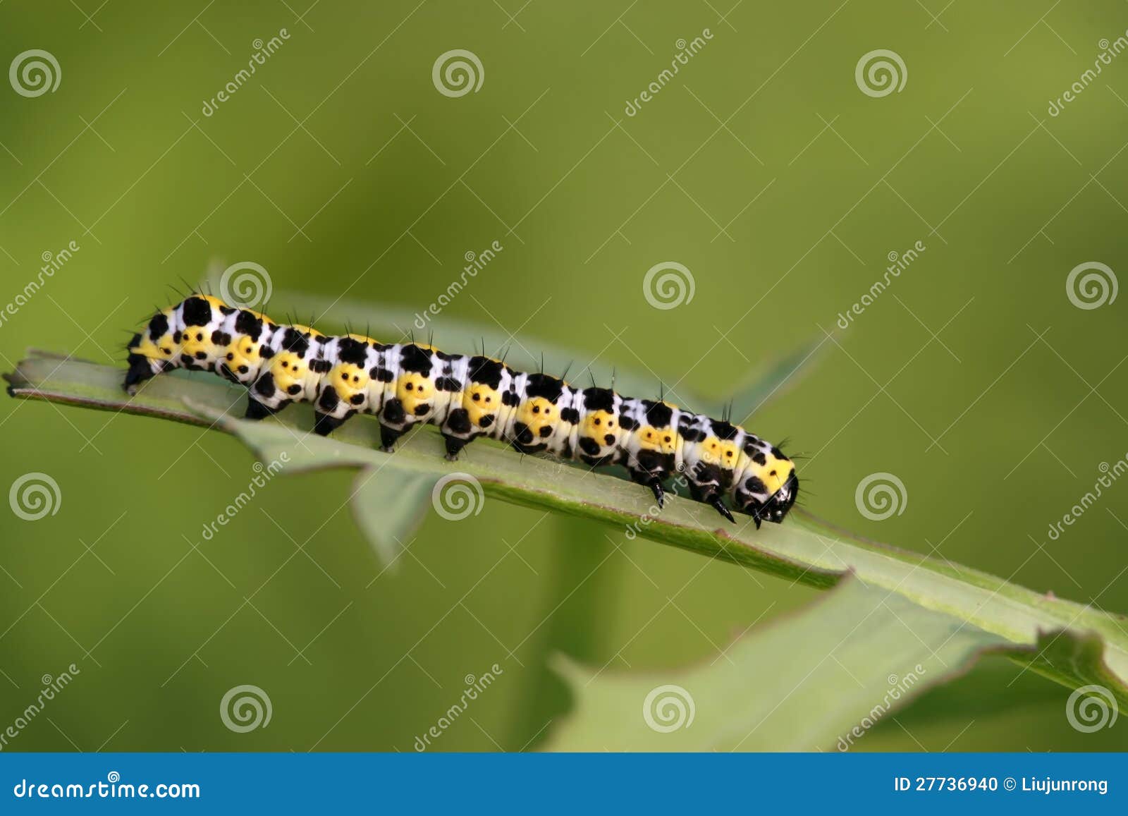 Butterfly Larva - Caterpillar Stock Photo - Image of texture, material ...