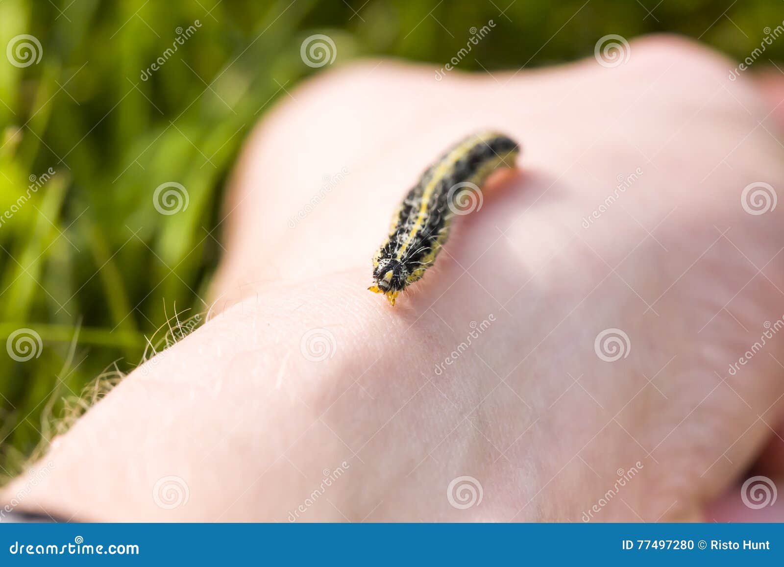 Butterfly Larva Crawl on Human Hand Stock Photo - Image of macro ...