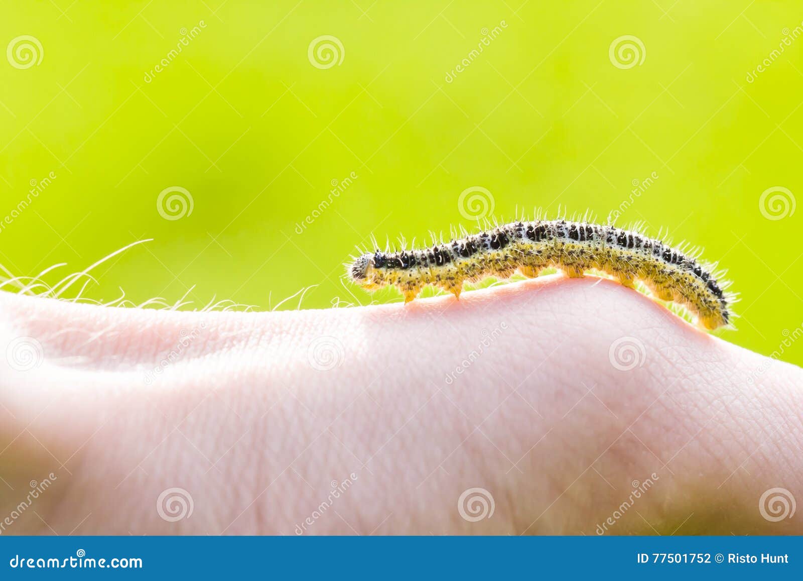 Butterfly Larva Crawl on Human Hand Stock Photo - Image of worm, finger ...