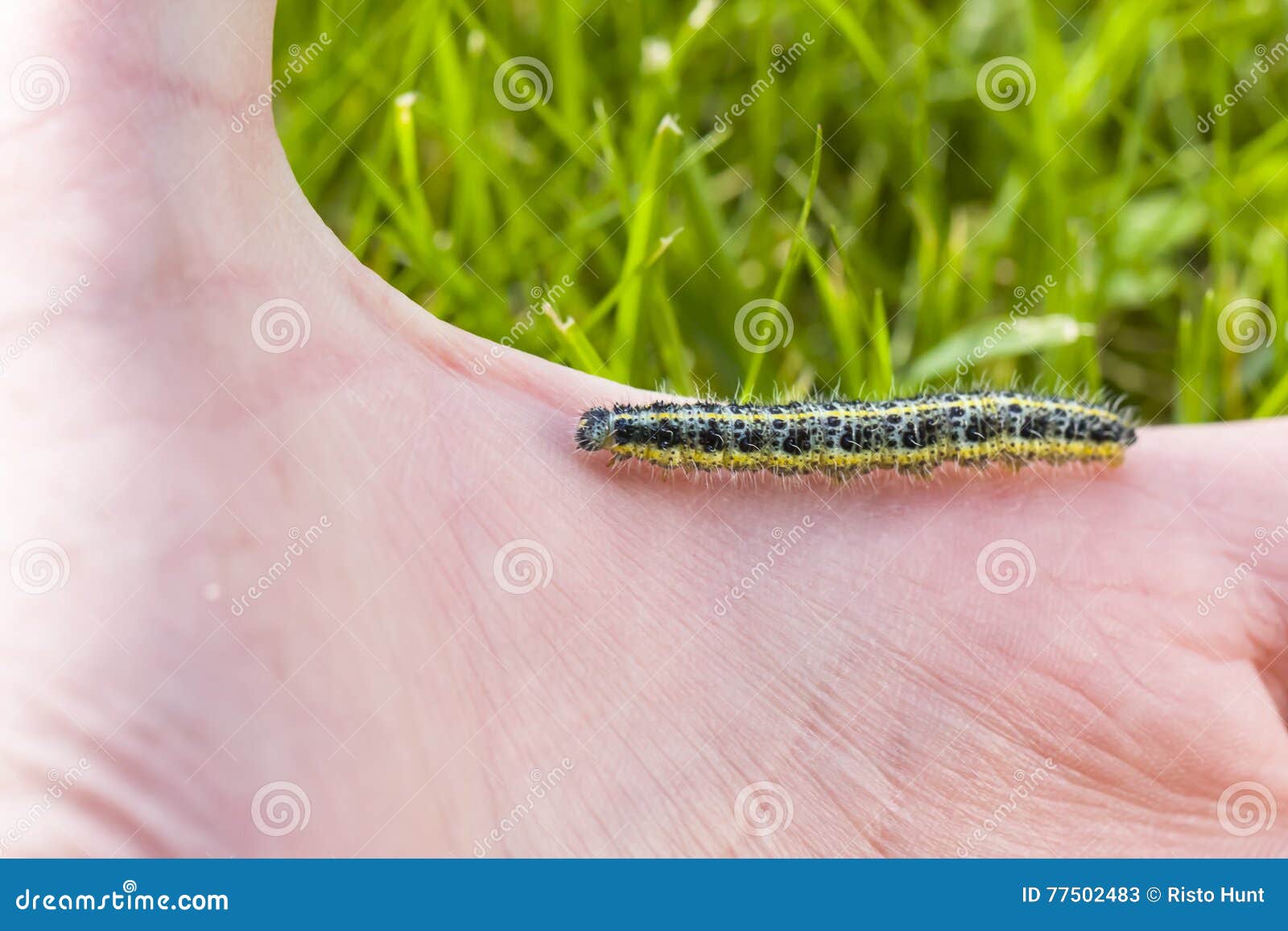Butterfly Larva Crawl on Human Hand Stock Image - Image of larva, hand ...
