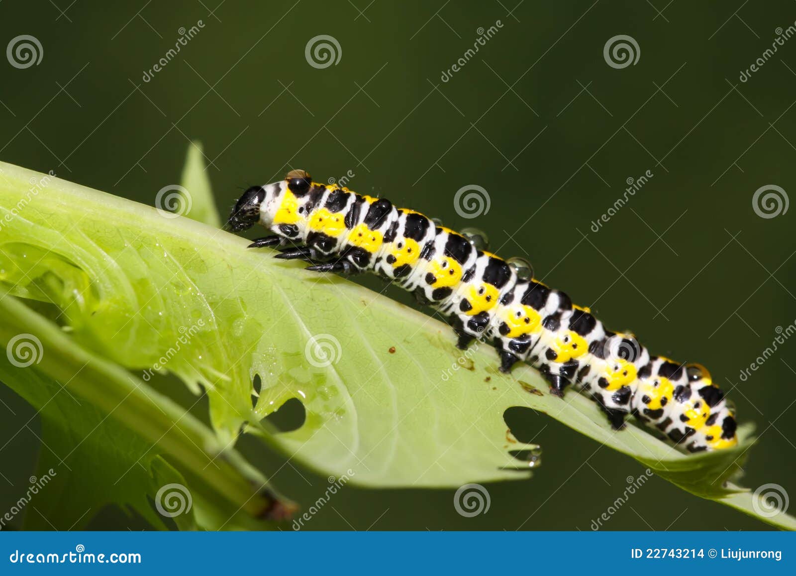 Butterfly Larva - Caterpillar Stock Photo | CartoonDealer.com #27736944