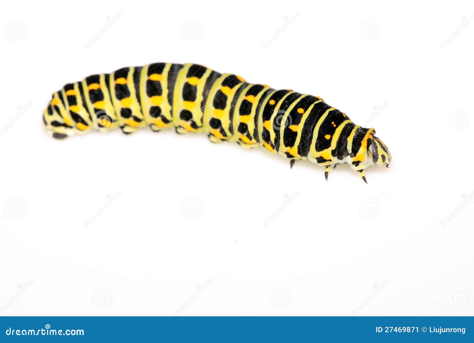 Butterfly Larva In A Leaf Stock Image | CartoonDealer.com #27469843