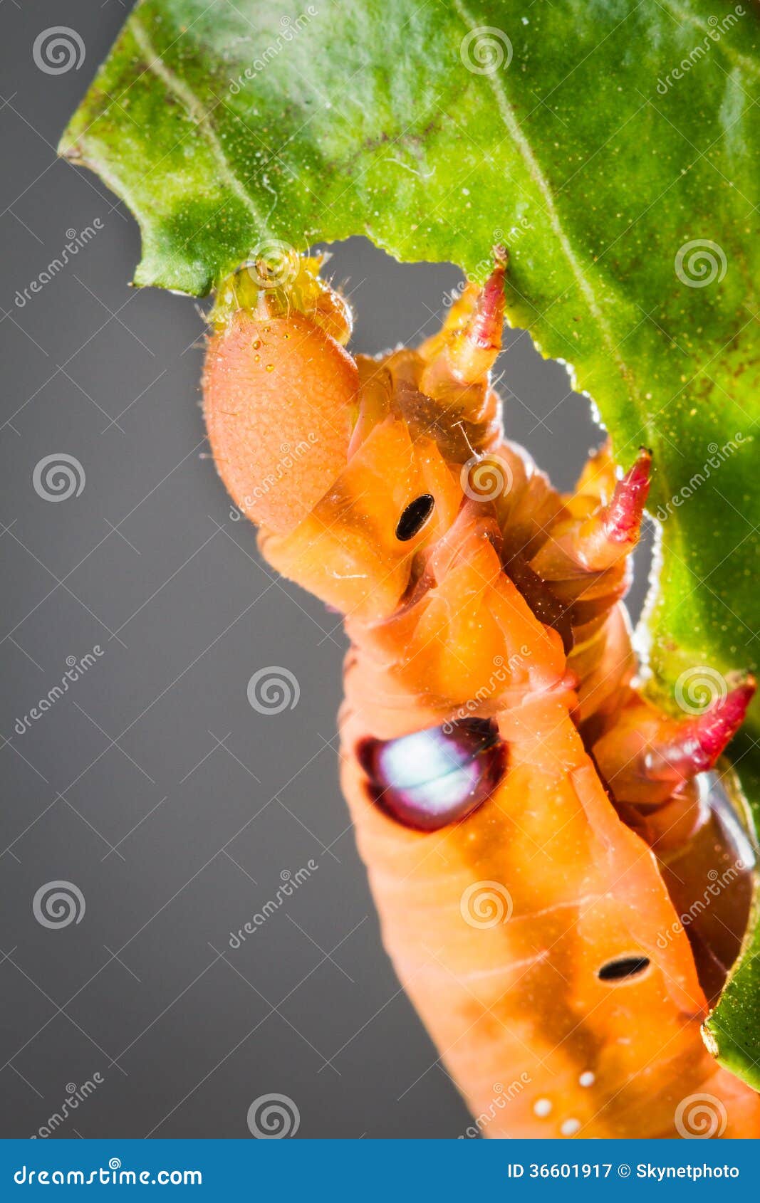 Butterfly larva on tree stock image. Image of scary, leaves - 36601917