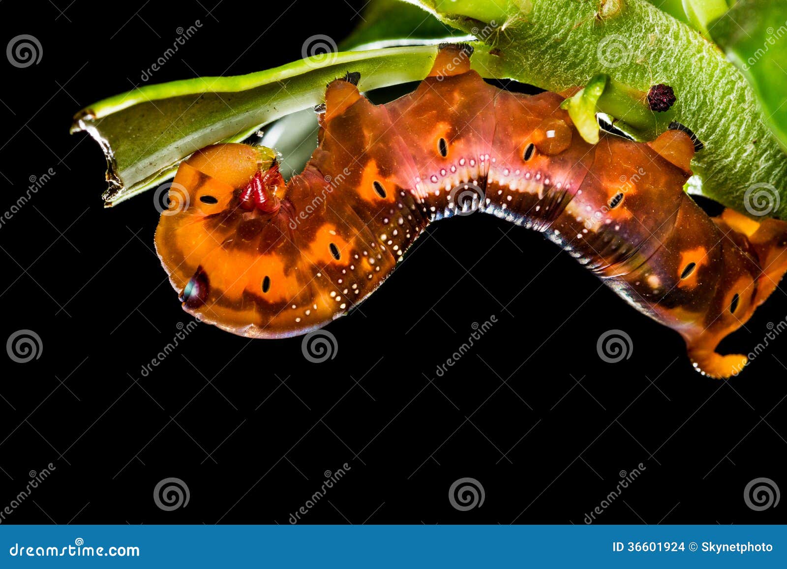 Butterfly larva on tree stock photo. Image of gardening - 36601924