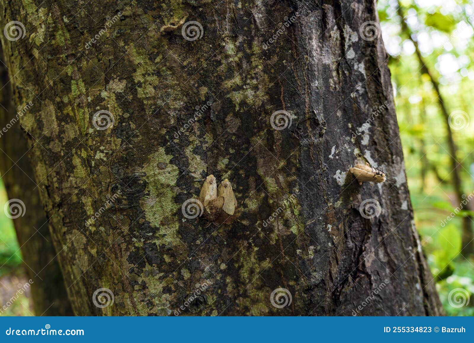 Butterfly Larva on a Tree Trunk Stock Image - Image of animal, nature ...