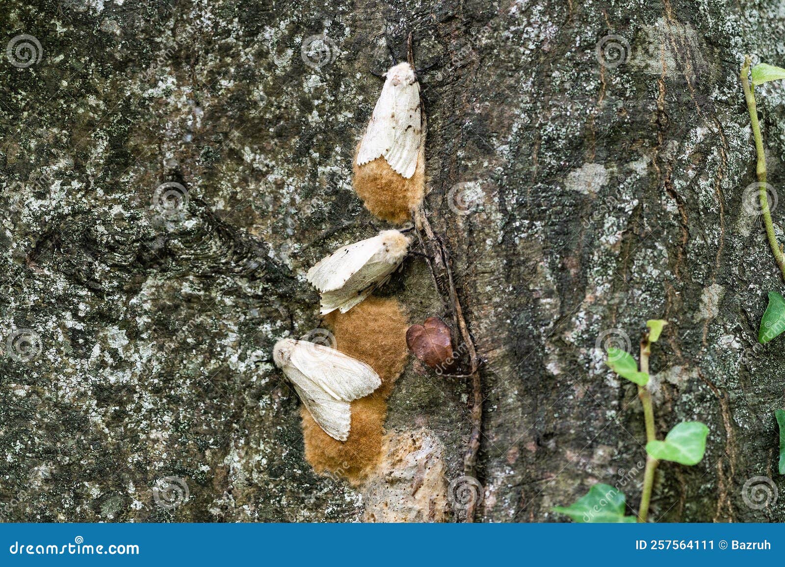 Butterfly Larva on a Tree Trunk Stock Image - Image of animal, larva ...