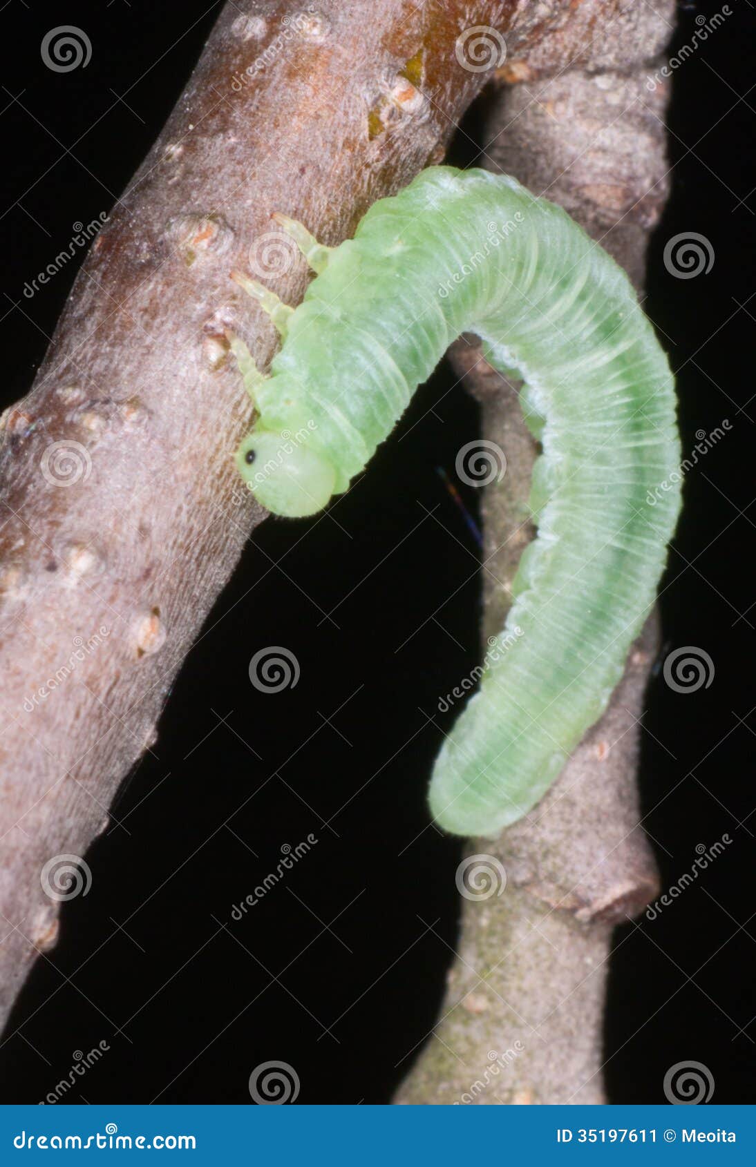 A butterfly larva stock image. Image of nature, invertebrate - 35197611