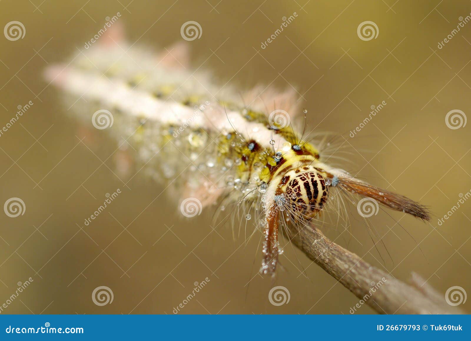 Butterfly Larvae stock image. Image of striped, summer - 26679793