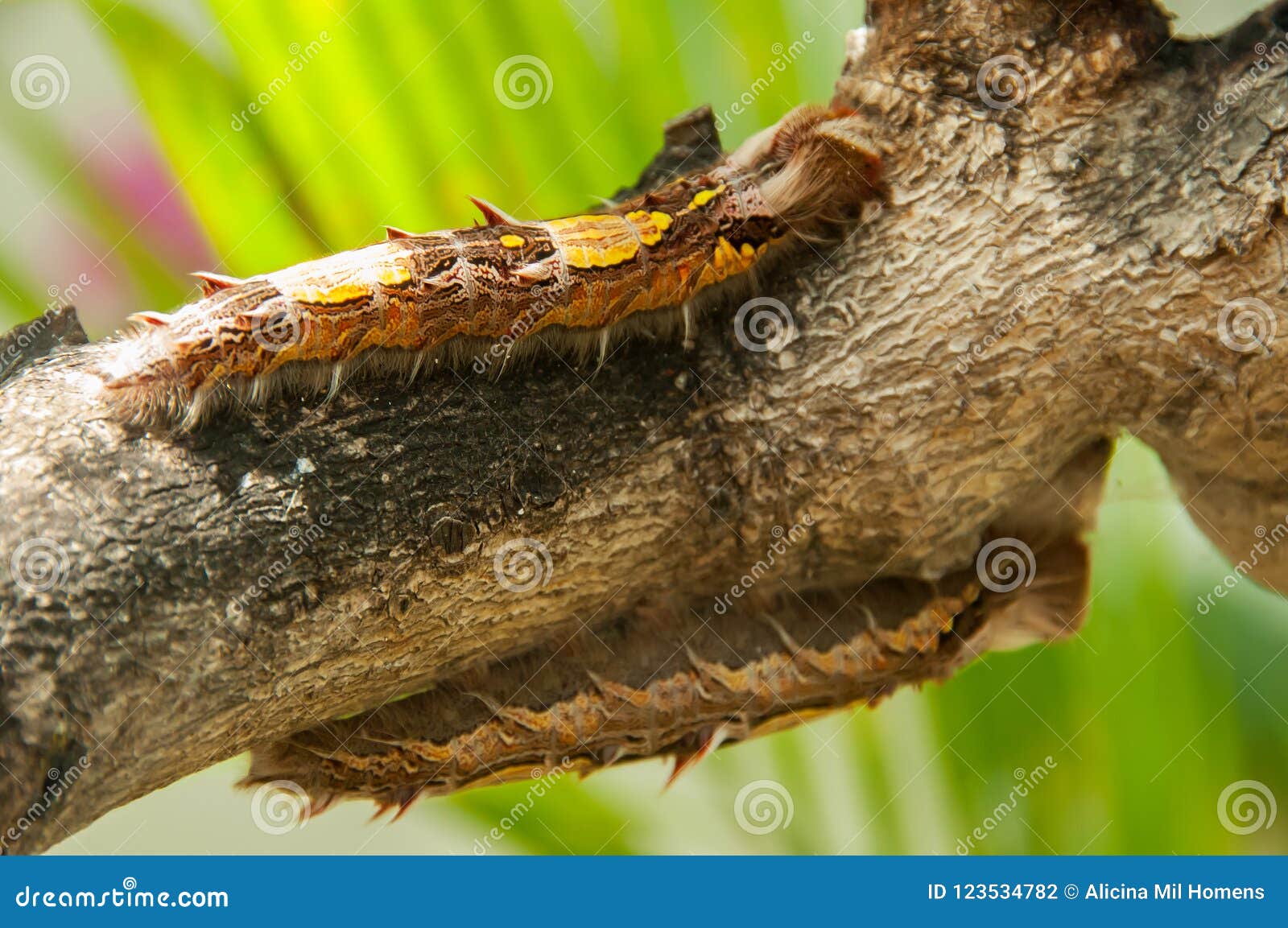 Butterfly Larvae on a Plant Stock Photo - Image of closeup, insect ...