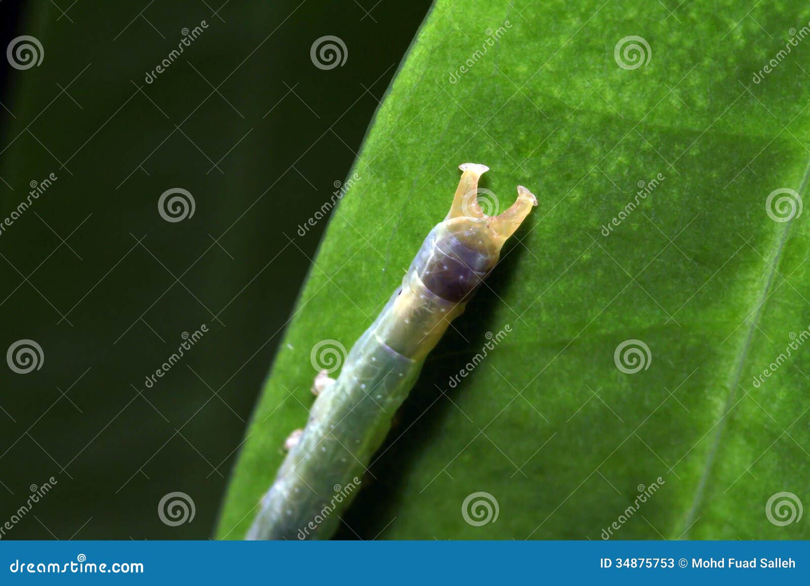A butterfly larvae stock image. Image of larvae, life - 34875753