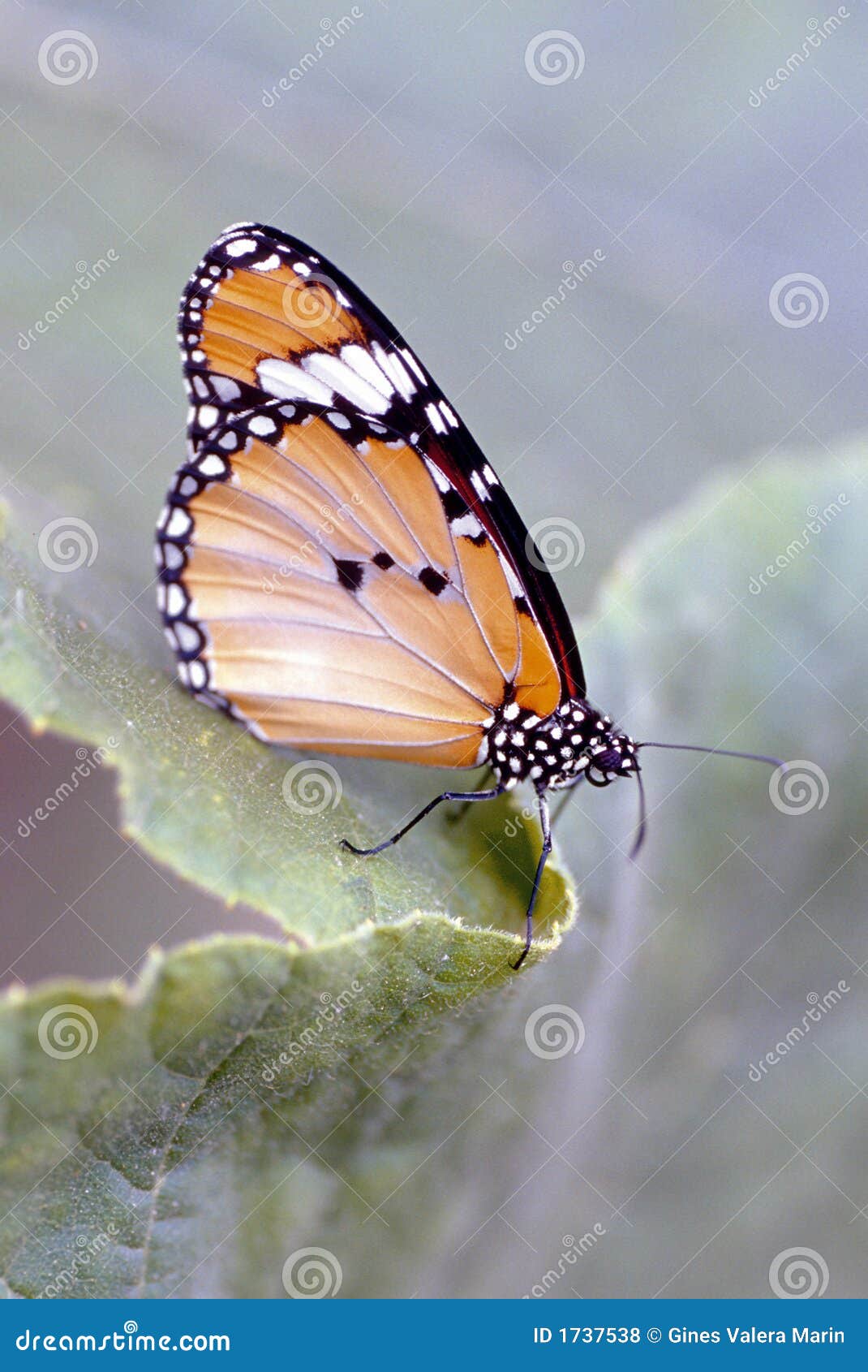 Butterfly lateral view stock photo. Image of vegetation - 1737538