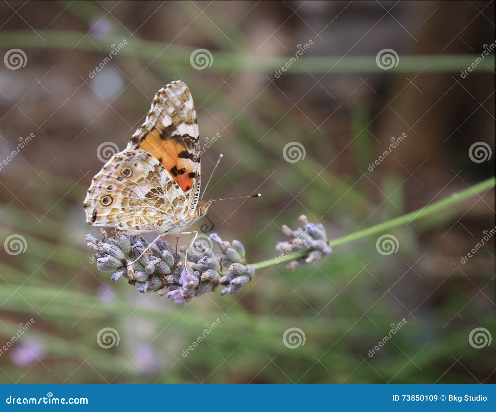 Butterfly stock image. Image of mound, lavanda, butterfly - 73850109