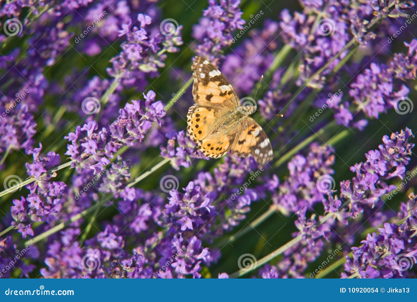 Butterfly on lavender stock photo. Image of macro, painted - 10920054