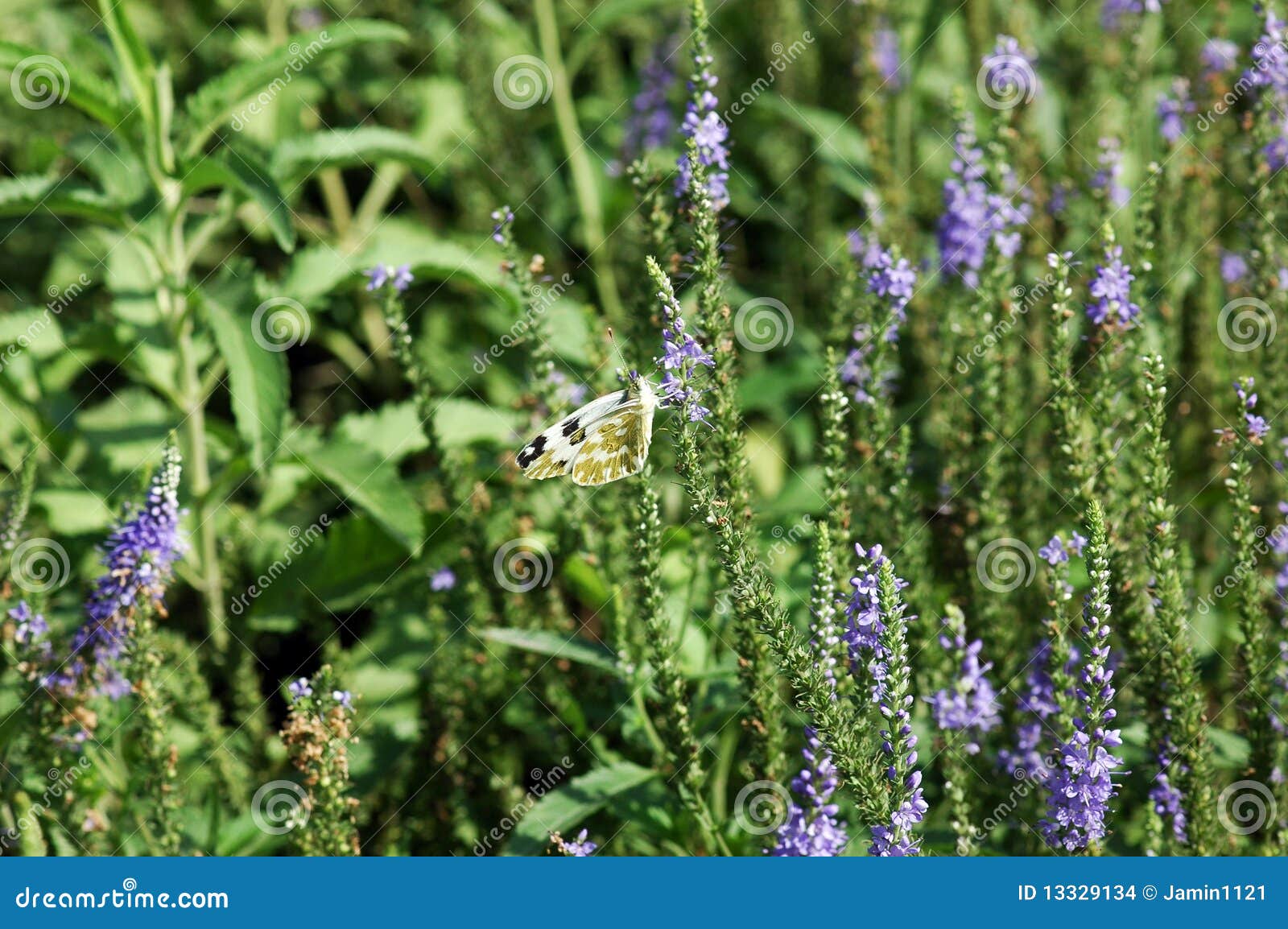 Butterfly on Lavender stock photo. Image of nature, beautiful - 13329134