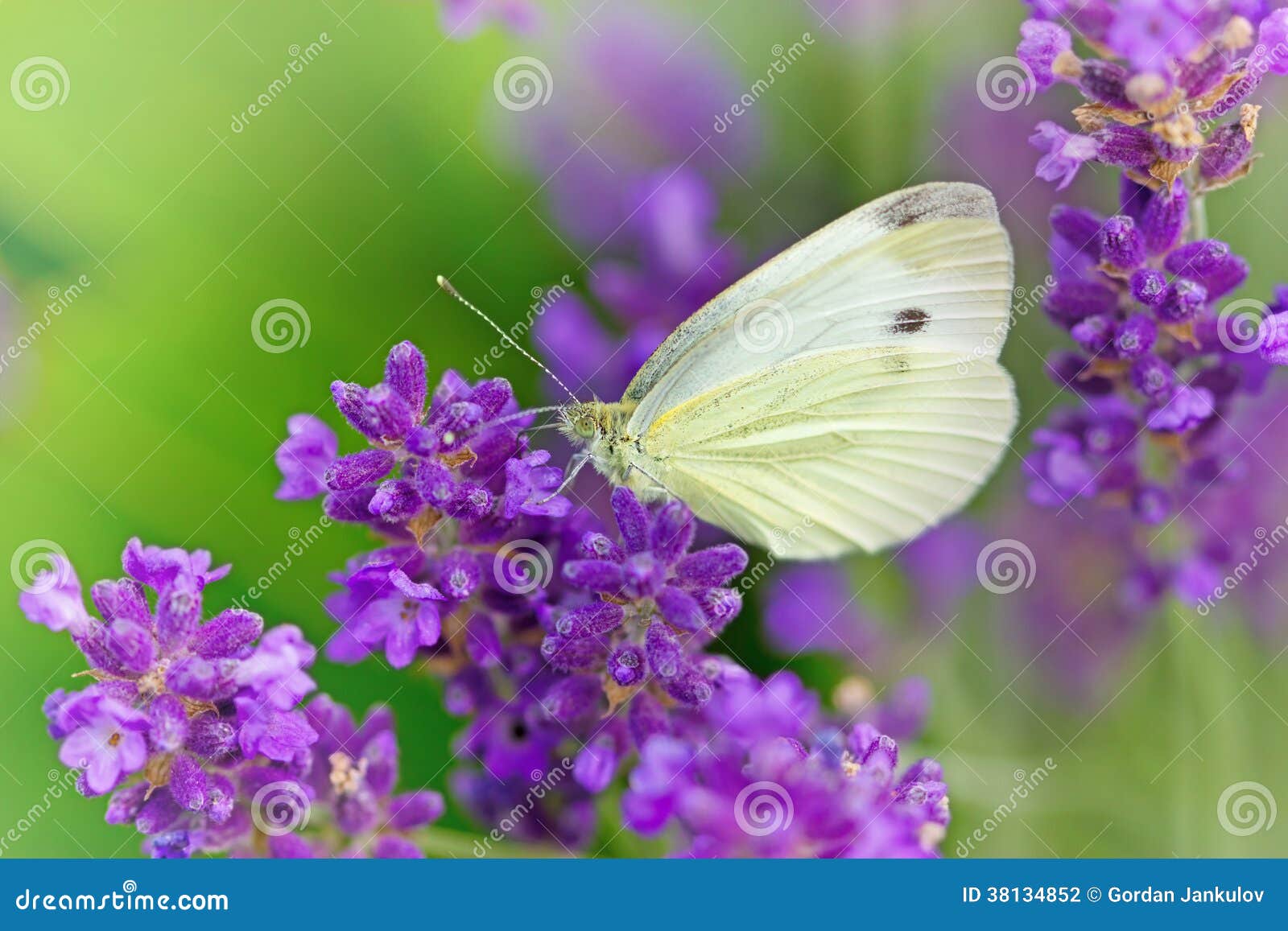Butterfly on lavender stock photo. Image of blooming - 38134852
