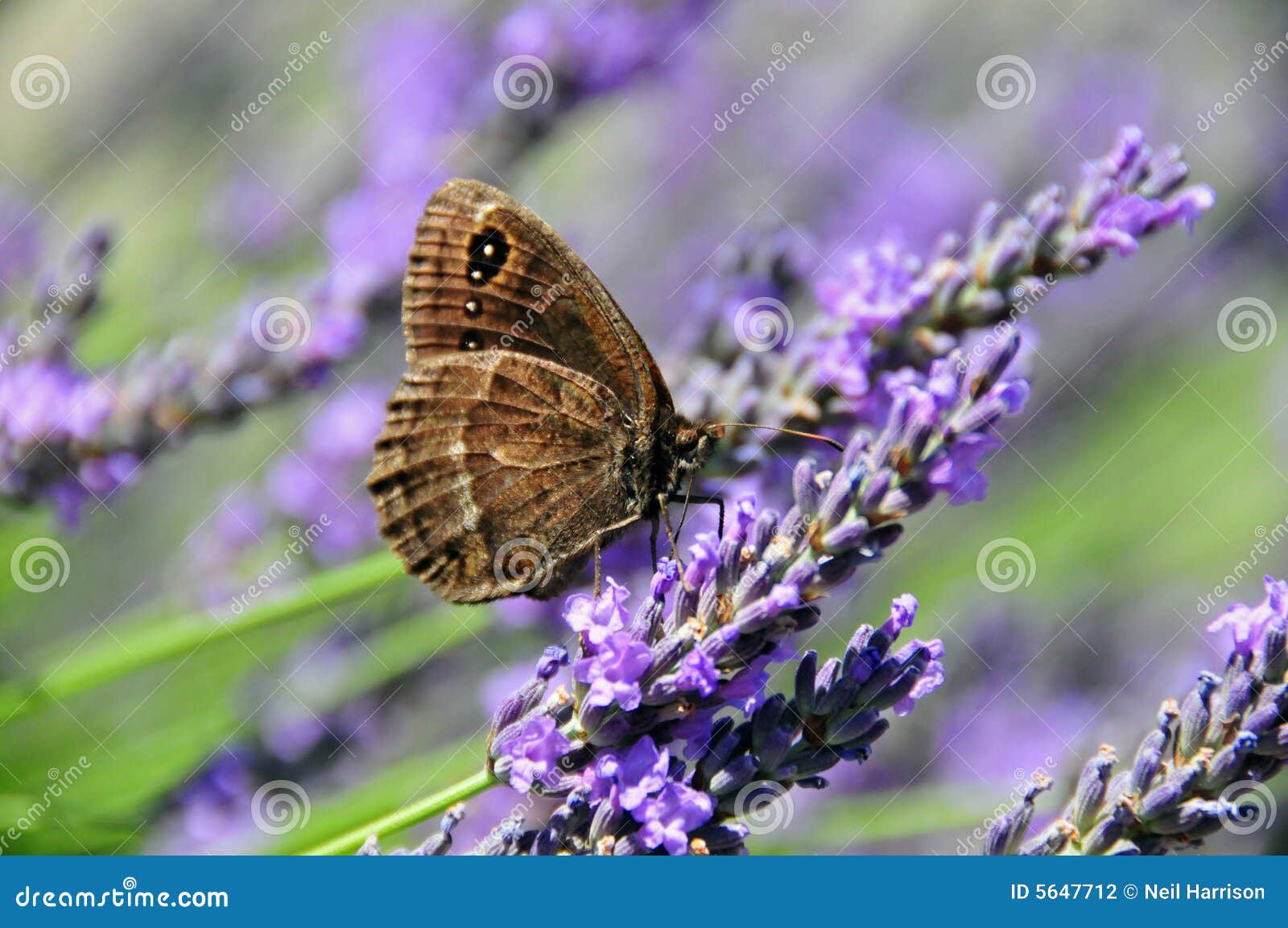 Butterfly on Lavender stock photo. Image of purple, euryale - 5647712