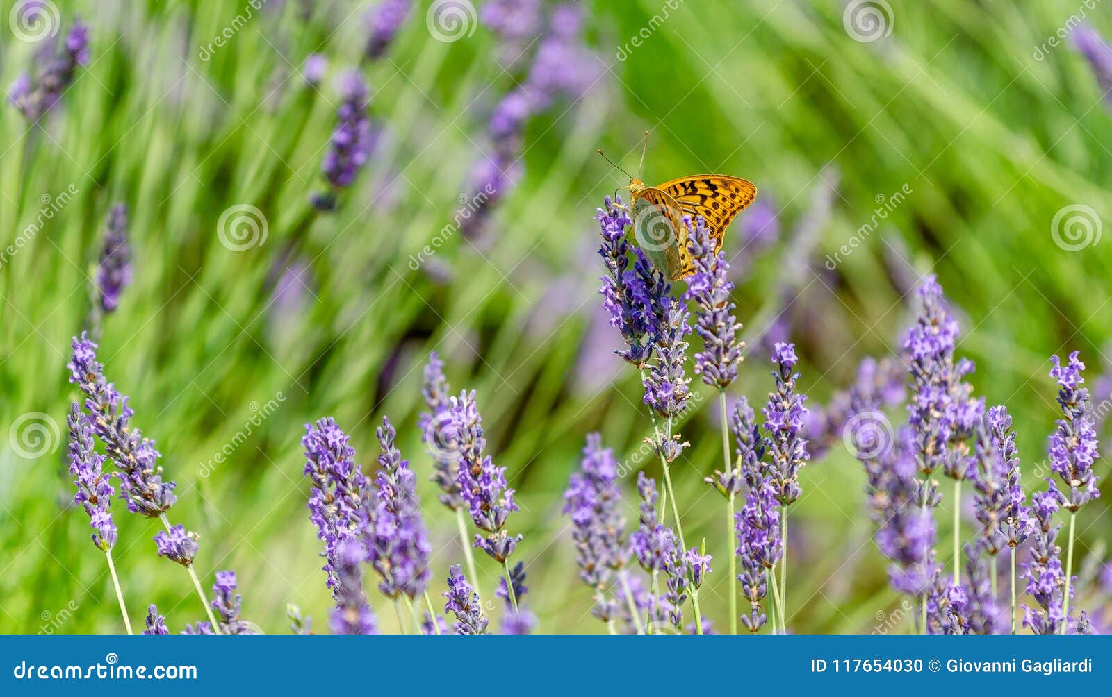 Butterfly on a Lavender Field Stock Photo - Image of blossom, summer ...