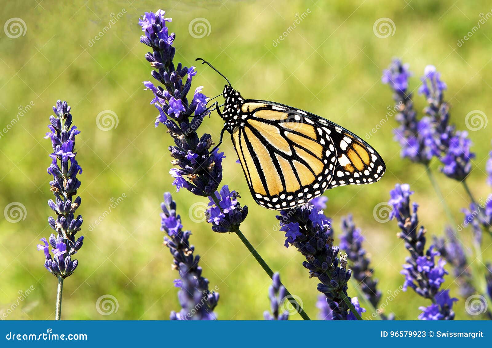 Butterfly in the Lavender Field Stock Image - Image of leaf, vibrant ...