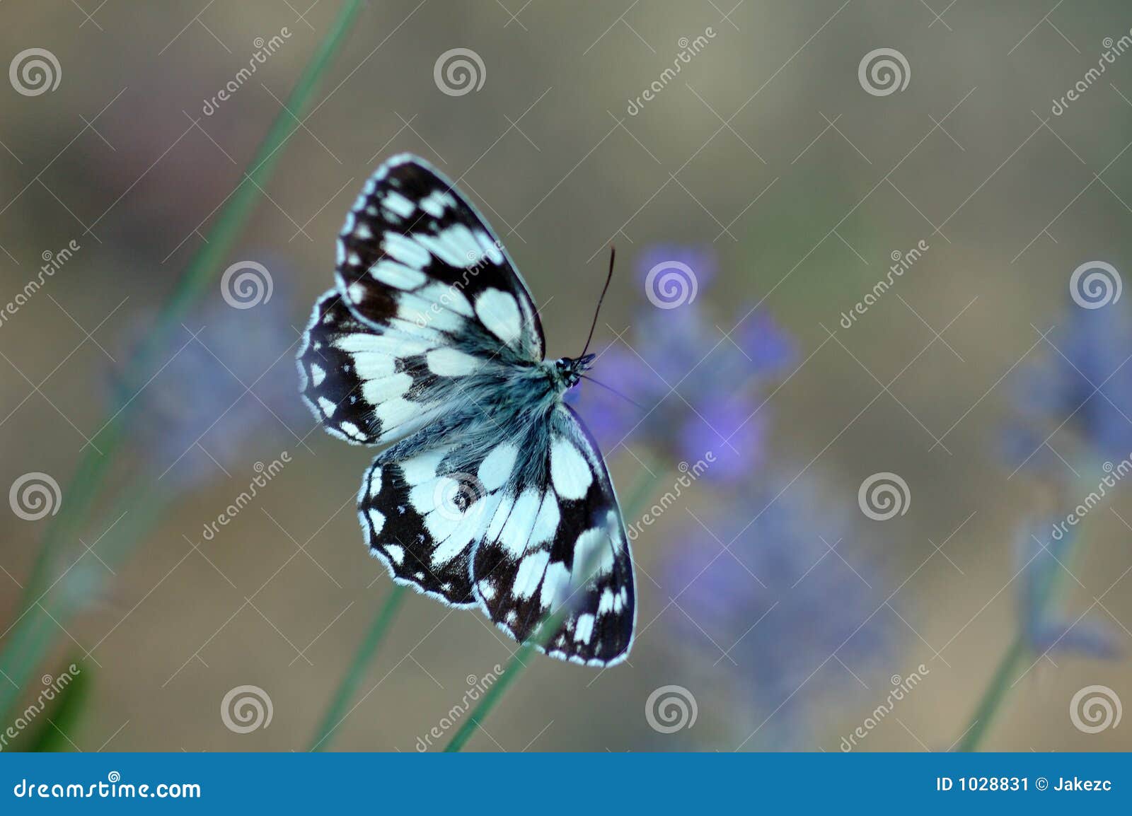 Butterfly on Lavender Flowers Stock Image - Image of freedom ...