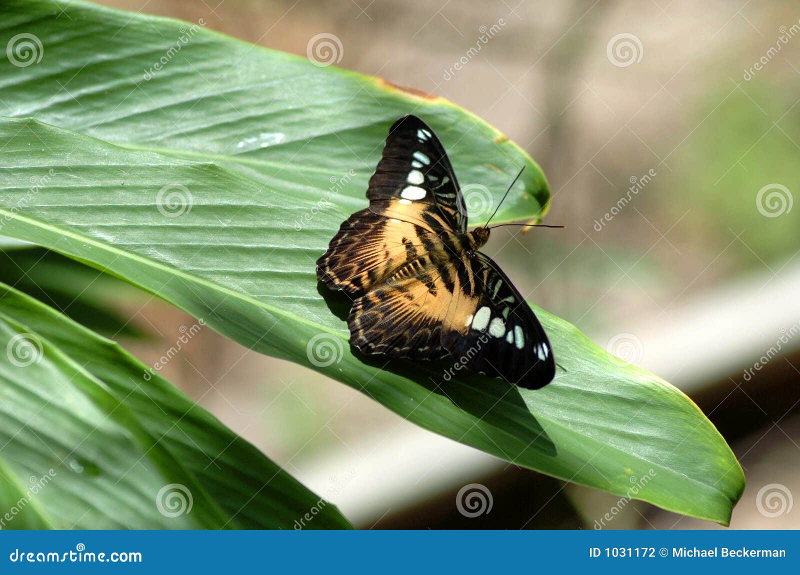 Butterfly on leaf stock photo. Image of spread, wings - 1031172