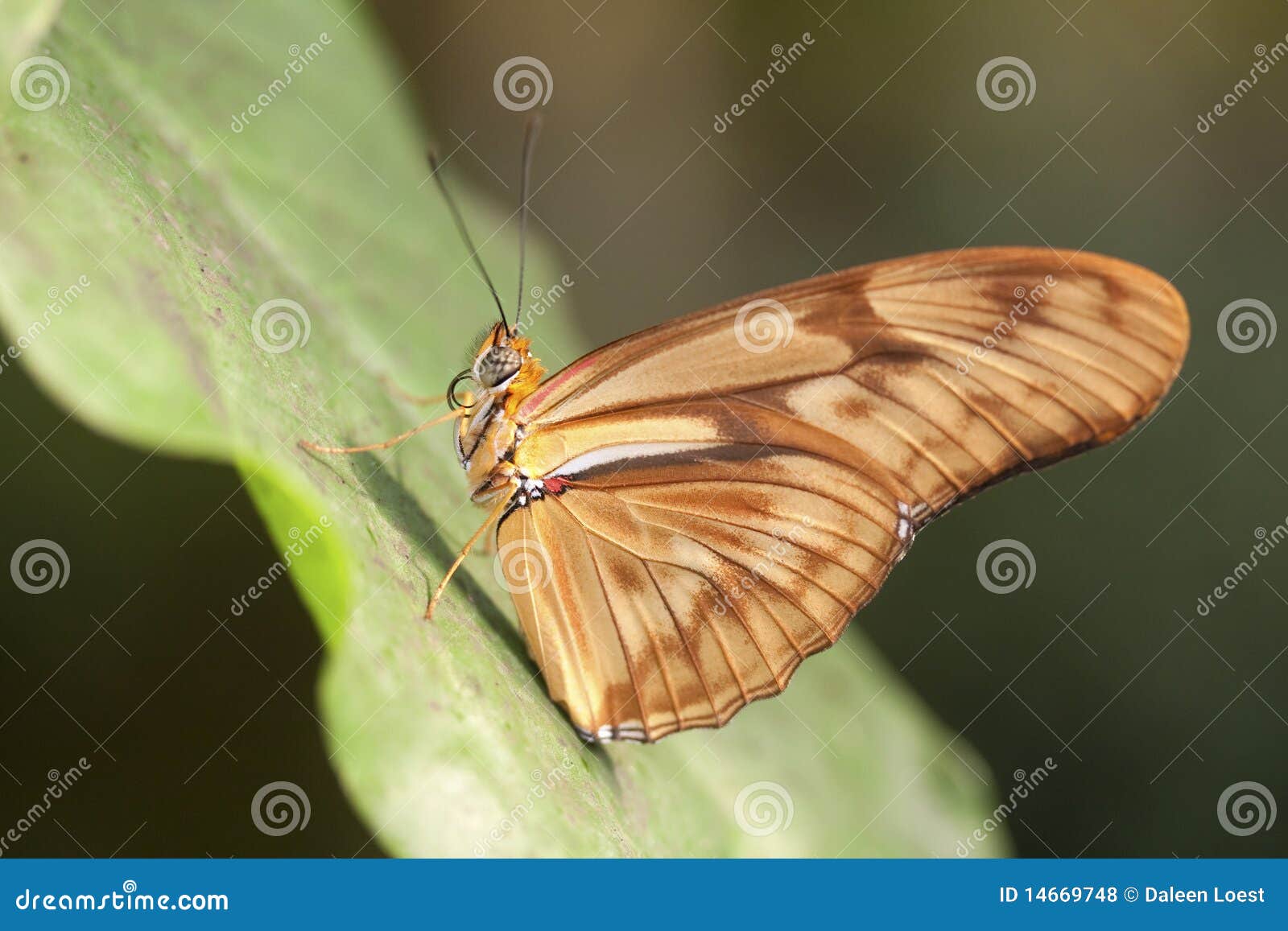Butterfly on leaf stock photo. Image of butterfly, insect - 14669748