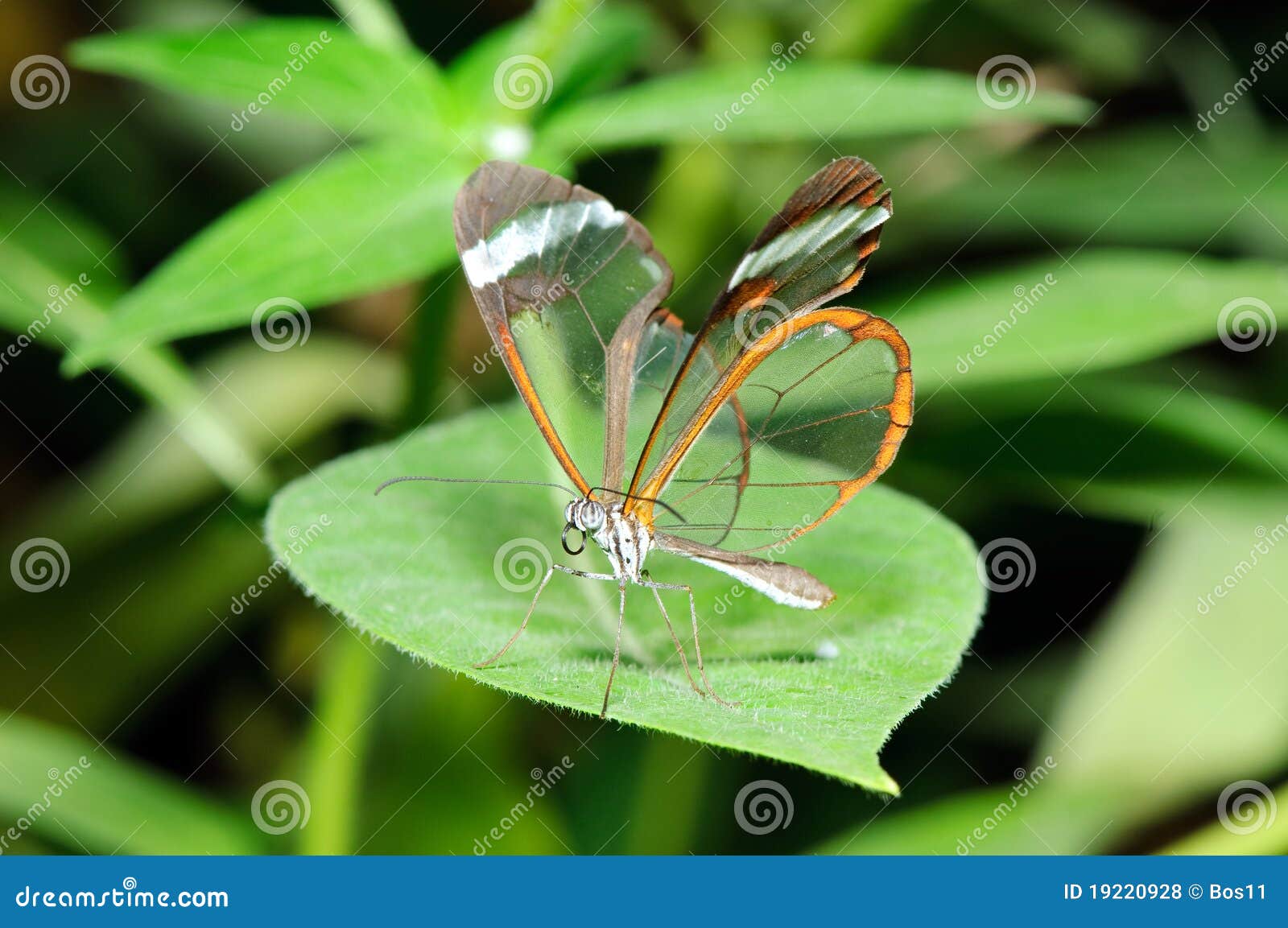Butterfly on a leaf stock photo. Image of butterfly, beauty - 19220928