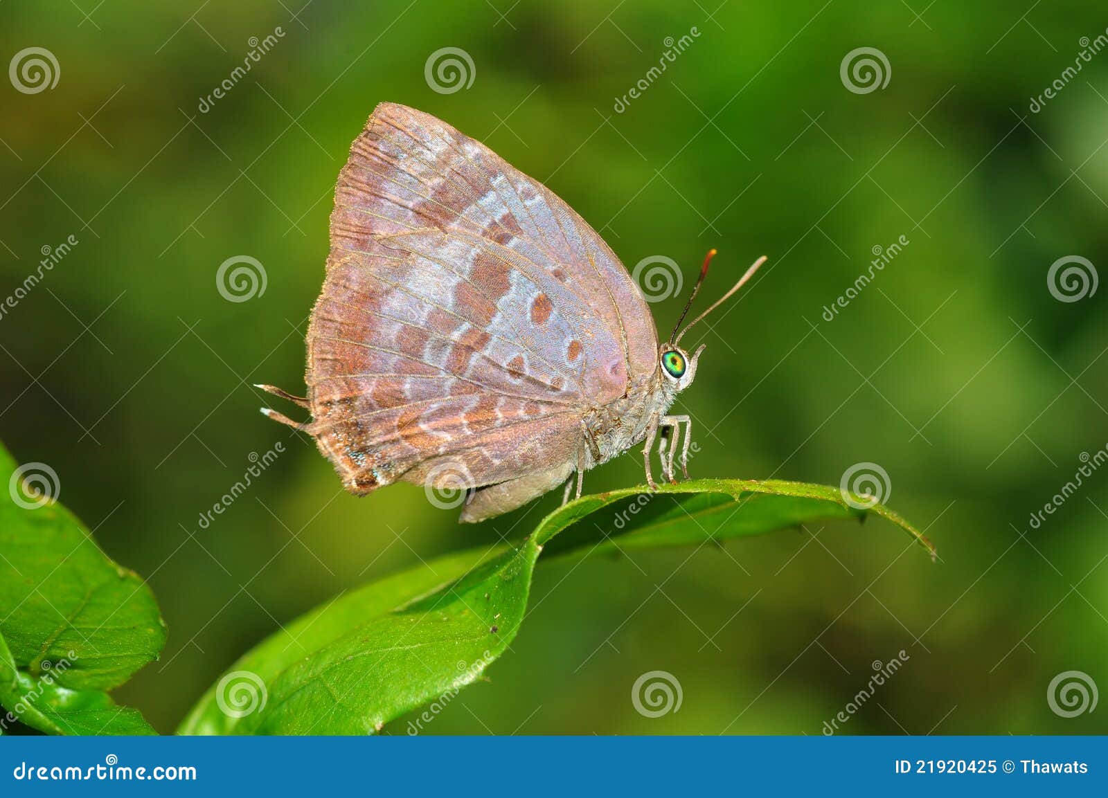 Butterfly on leaf stock image. Image of colorful, color - 21920425