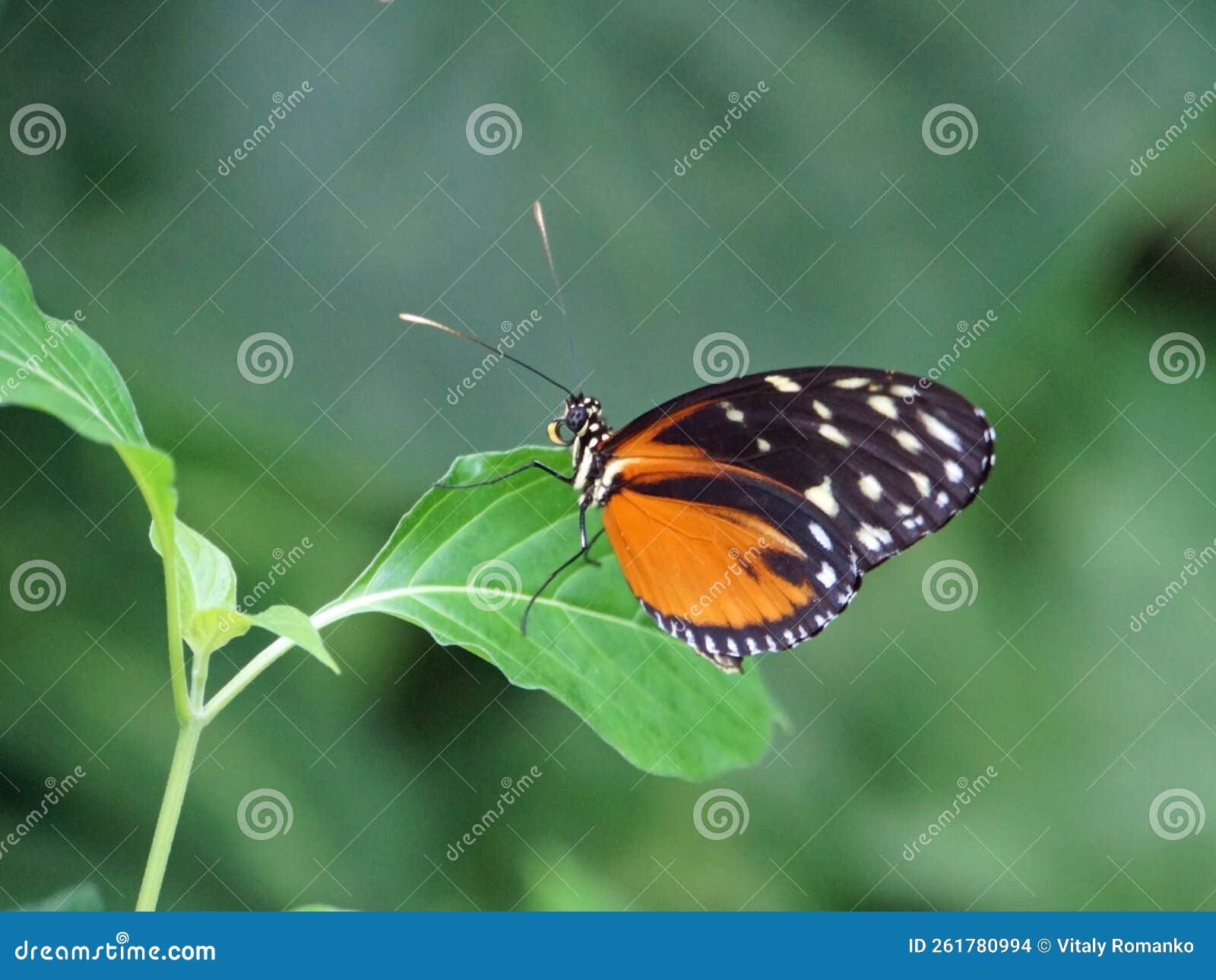 Butterfly on leaf stock photo. Image of insekt, macro - 261780994