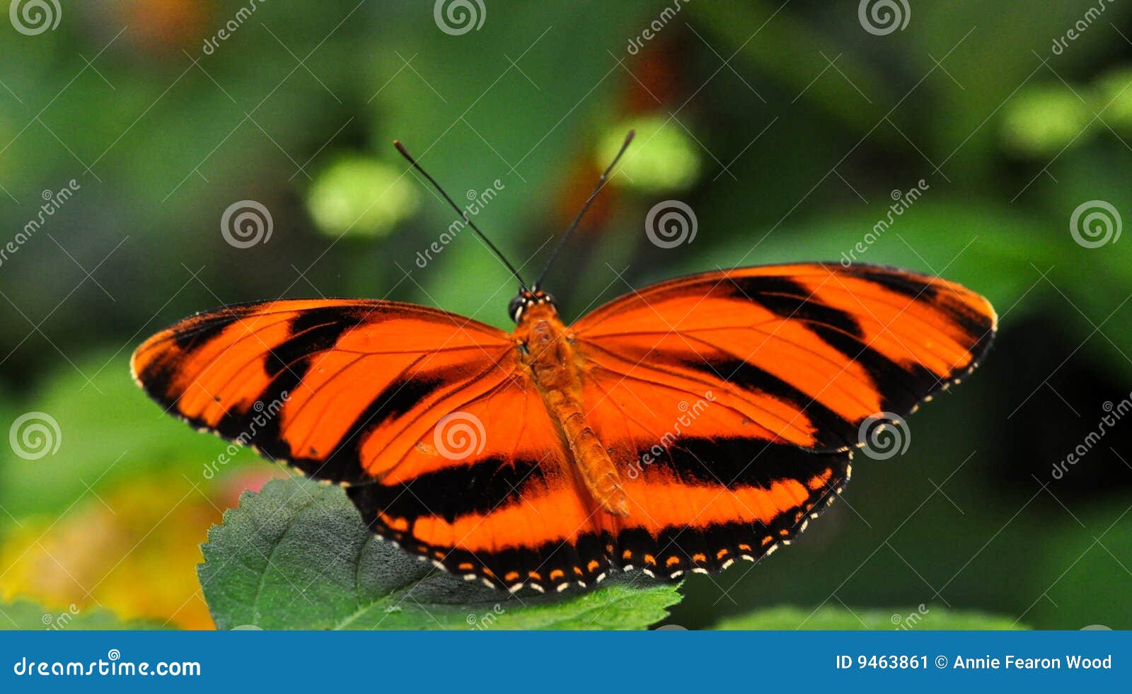 Butterfly on leaf stock image. Image of butterfly, greenery - 9463861