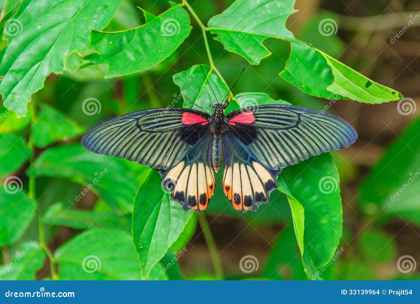 Butterfly on a leaf stock photo. Image of elegance, blurred - 33139964