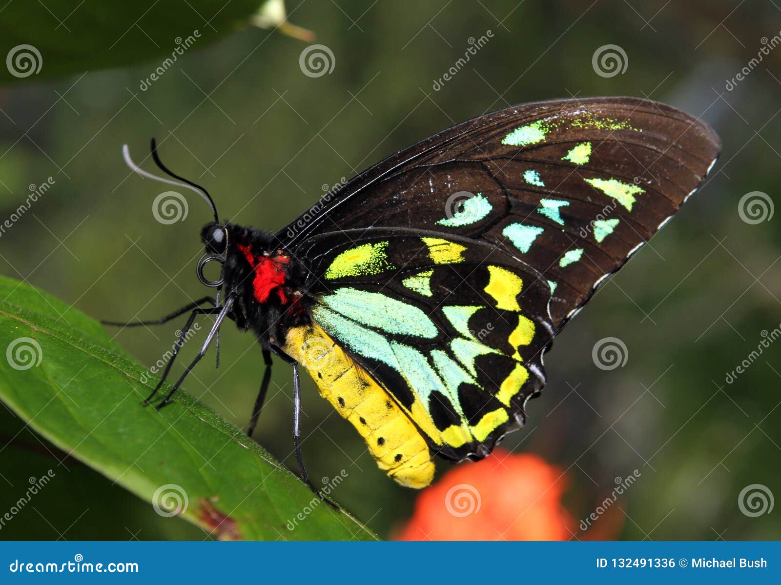 Butterfly on a leaf stock photo. Image of closeup, leaf - 132491336