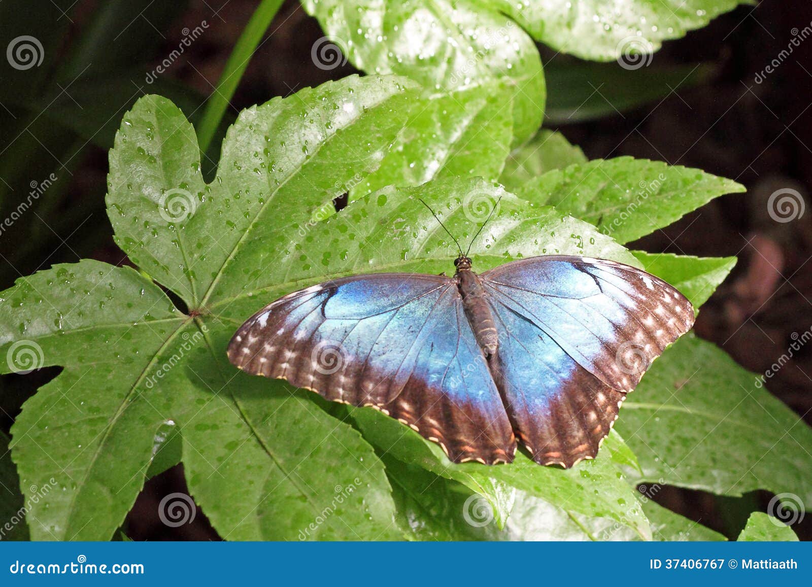 Butterfly on a leaf stock image. Image of butterfly, colorful - 37406767