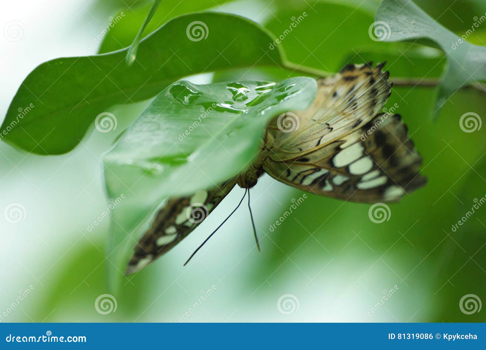 Butterfly on Leaf stock photo. Image of water, plate - 81319086