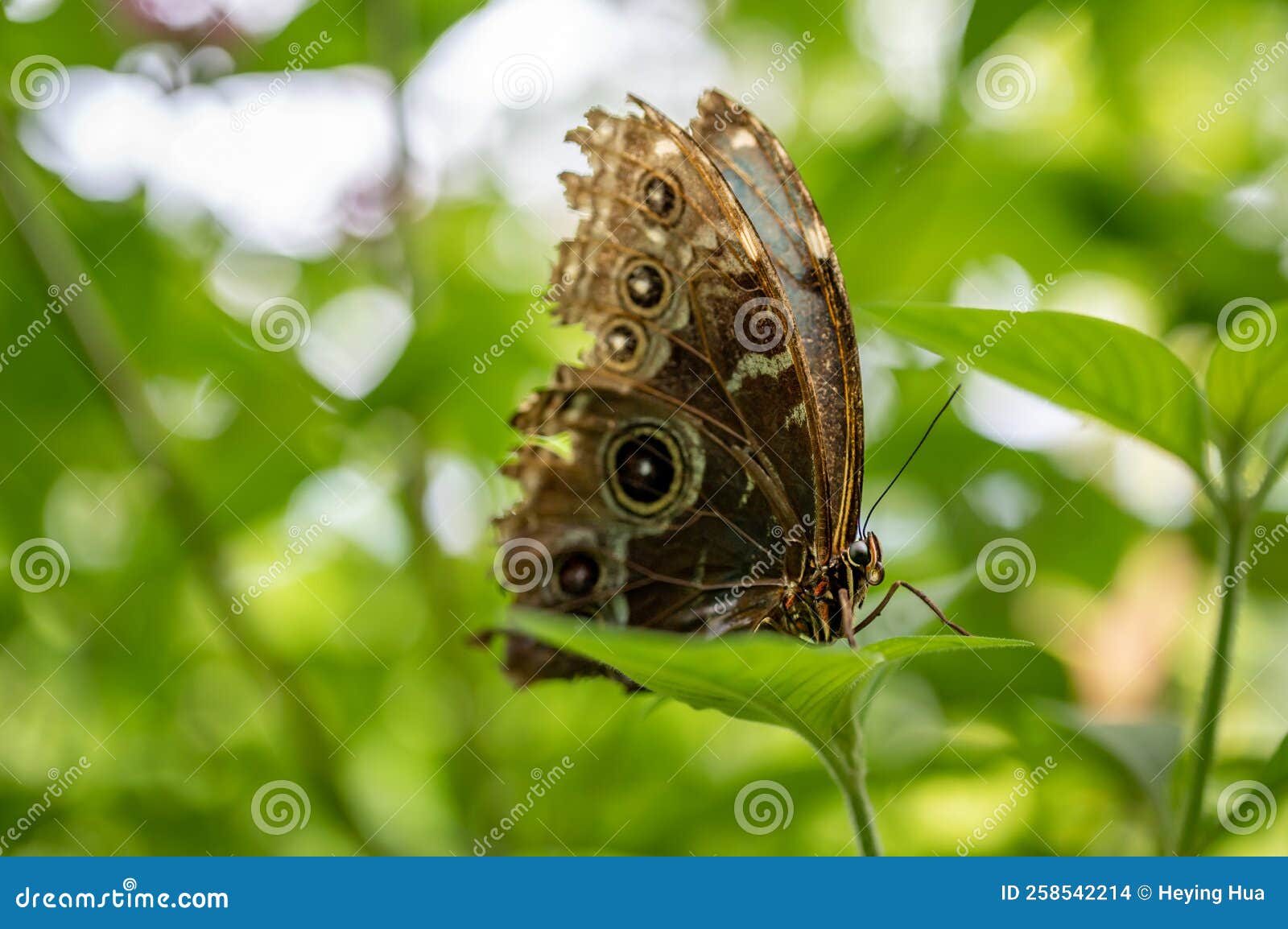 Butterfly on Leaf. Morpho Peleides. the Peleides Blue Morpho. Common ...