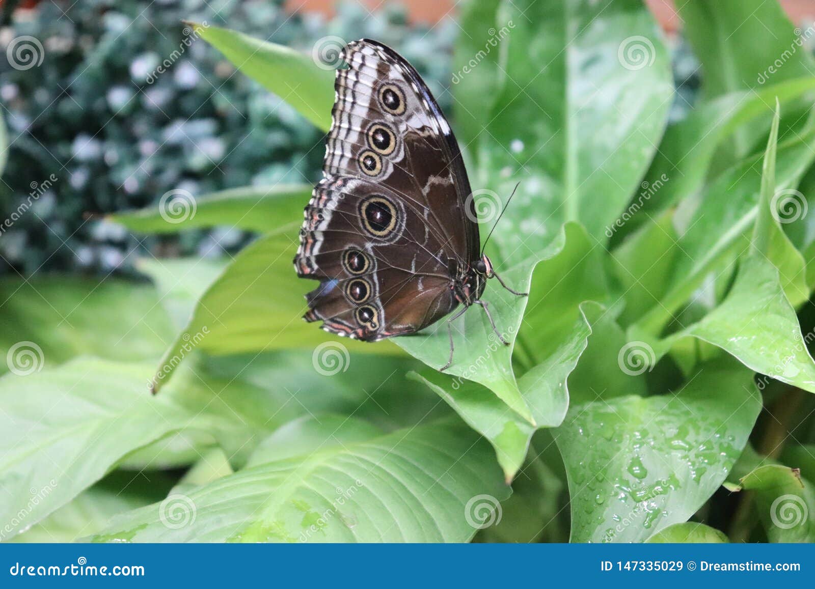 Butterfly on leaf stock image. Image of round, insect - 147335029