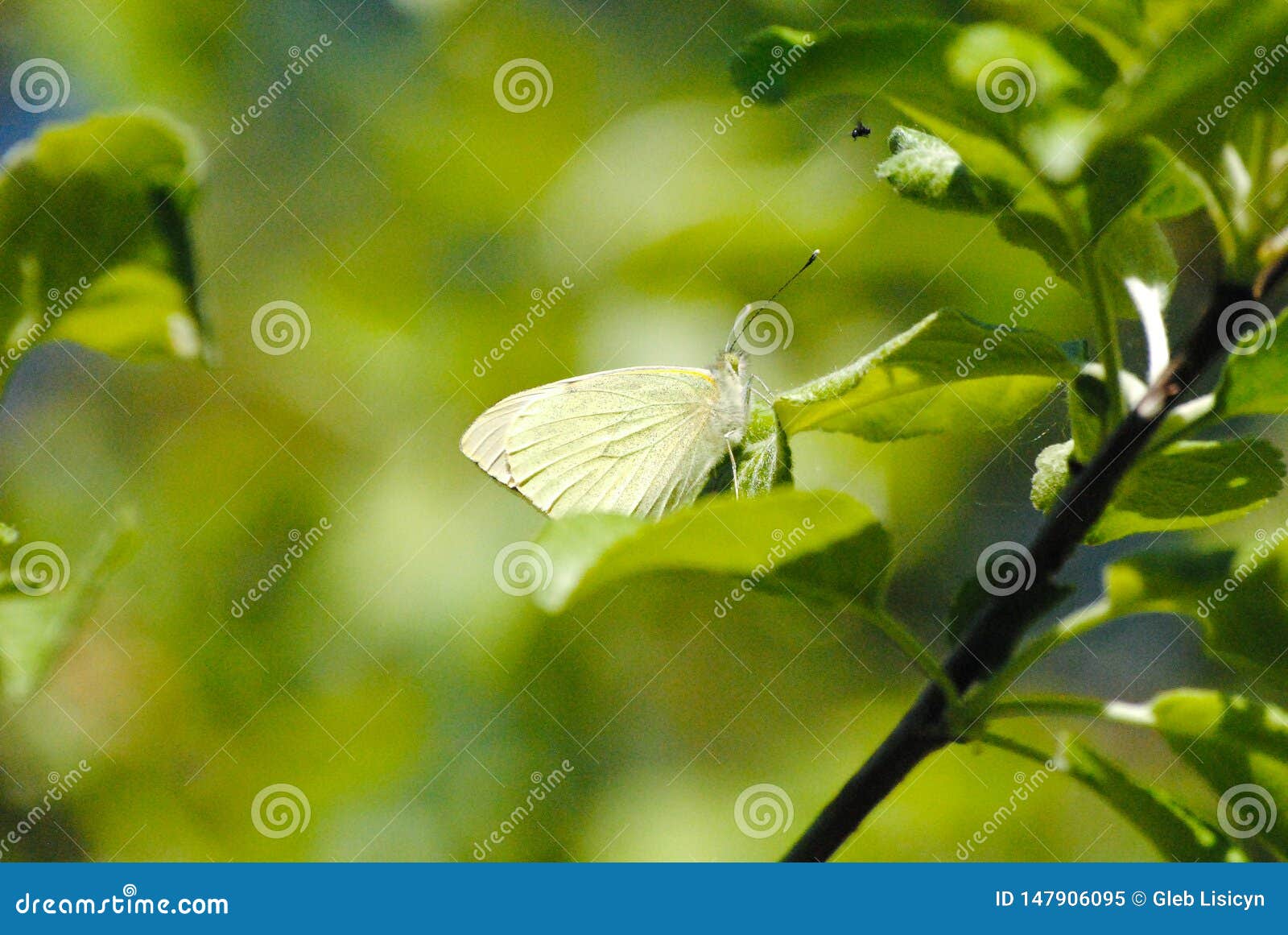 Butterfly on a Leaf of a Tree in Spring Stock Image - Image of ...