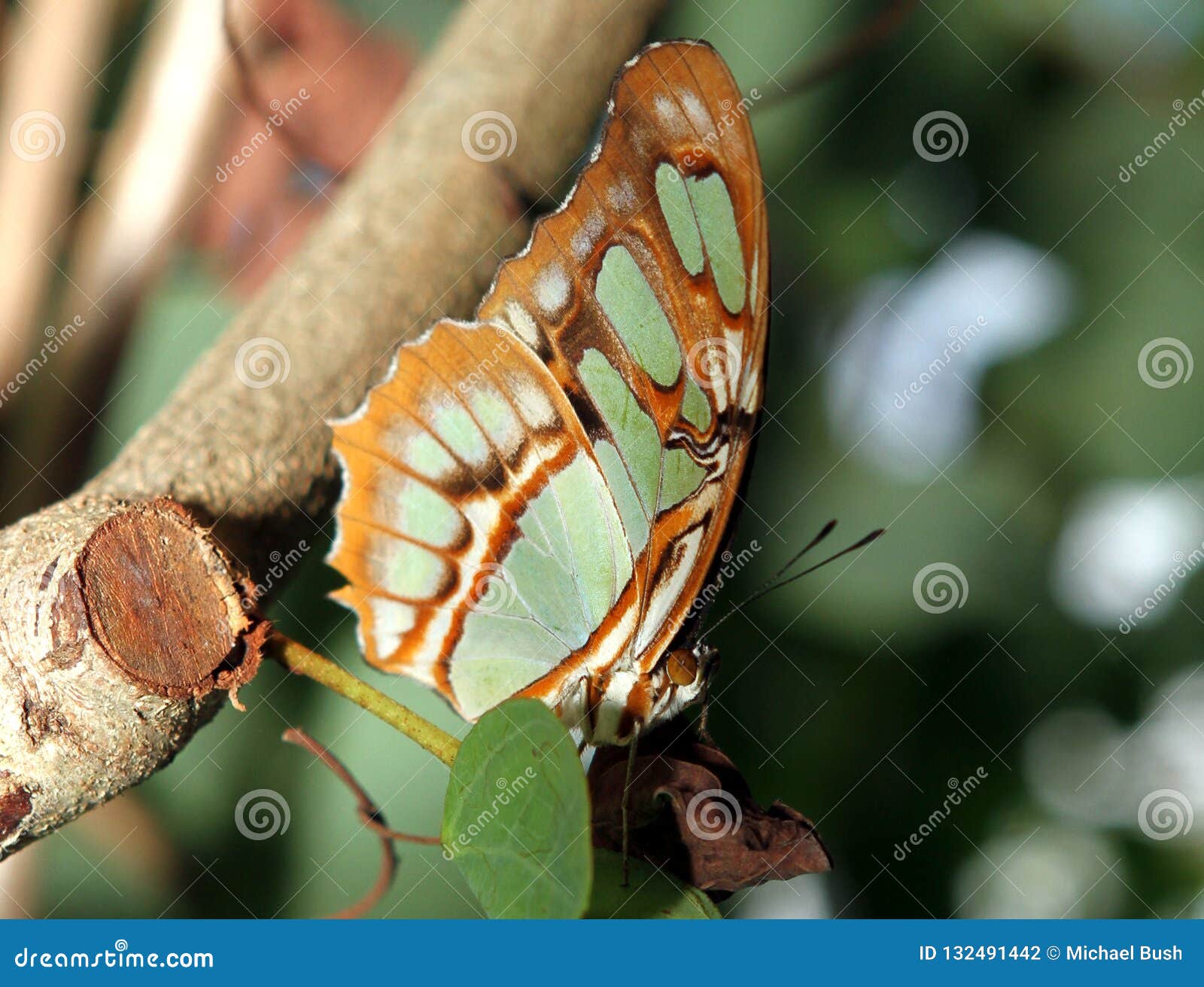 Butterfly on a leaf stock photo. Image of pink, wings - 132491442