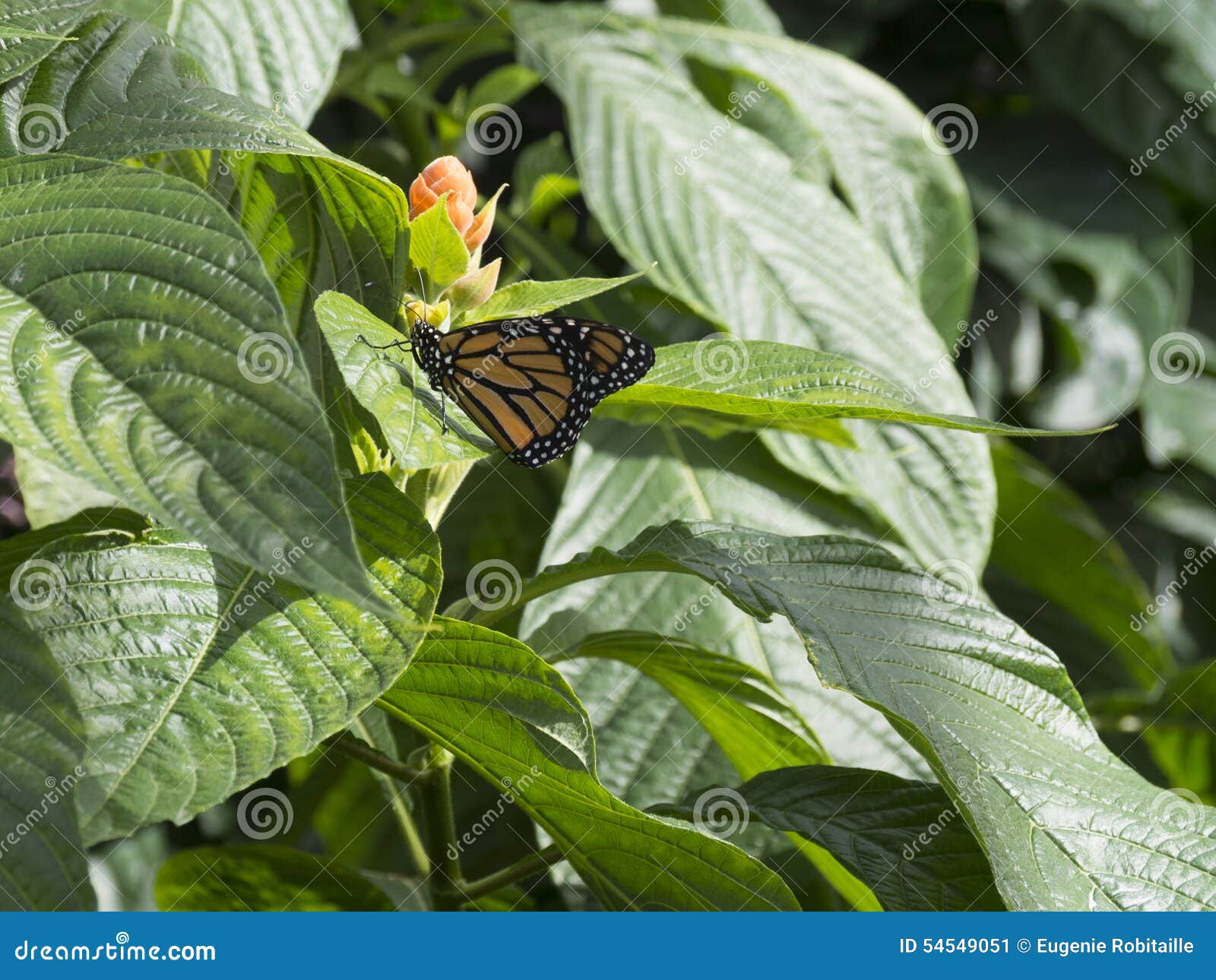 Butterfly on leaves stock image. Image of plexippus, colors - 54549051